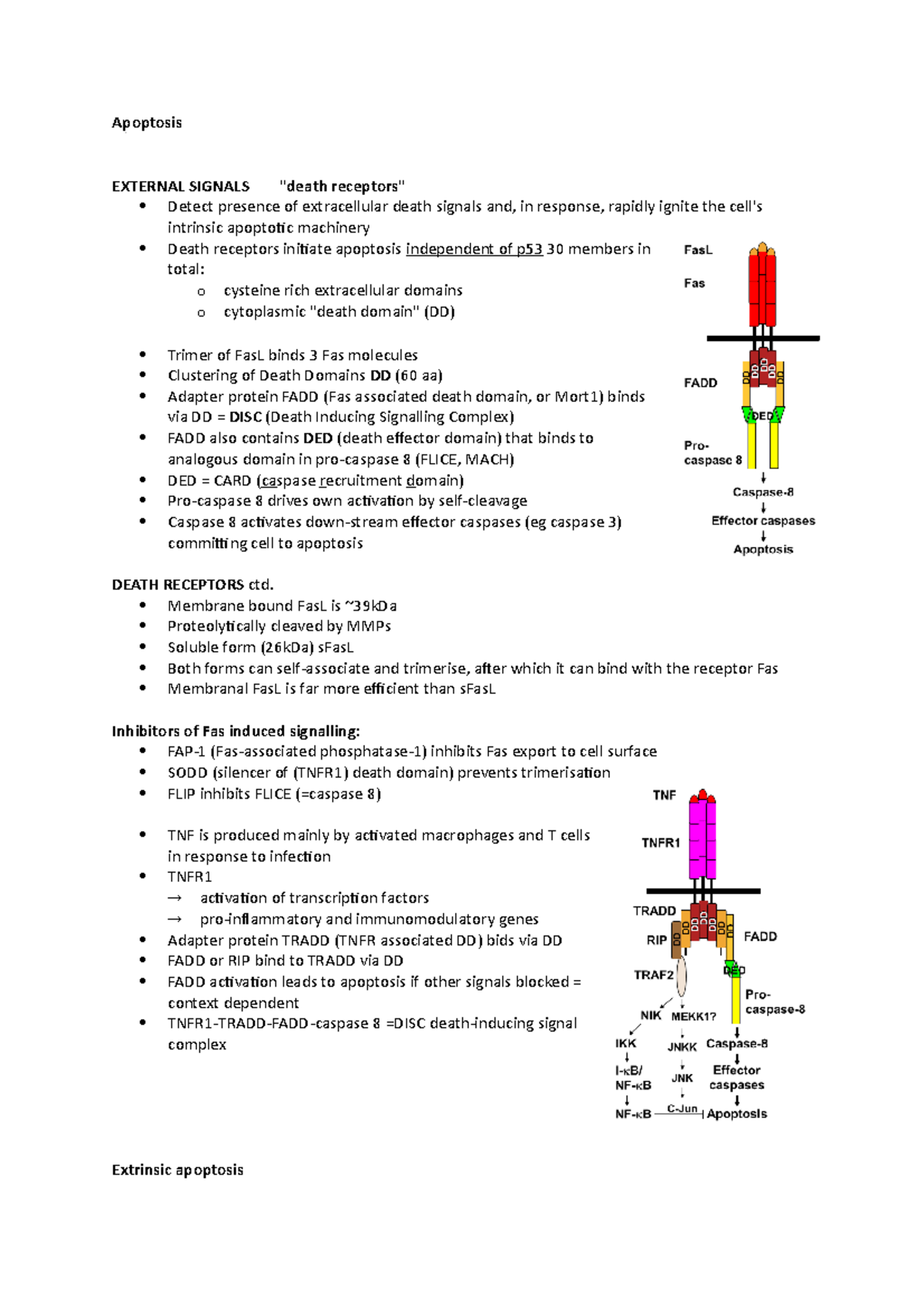Apoptosis - Lecture notes 4-5 - Apoptosis EXTERNAL SIGNALS " death ...