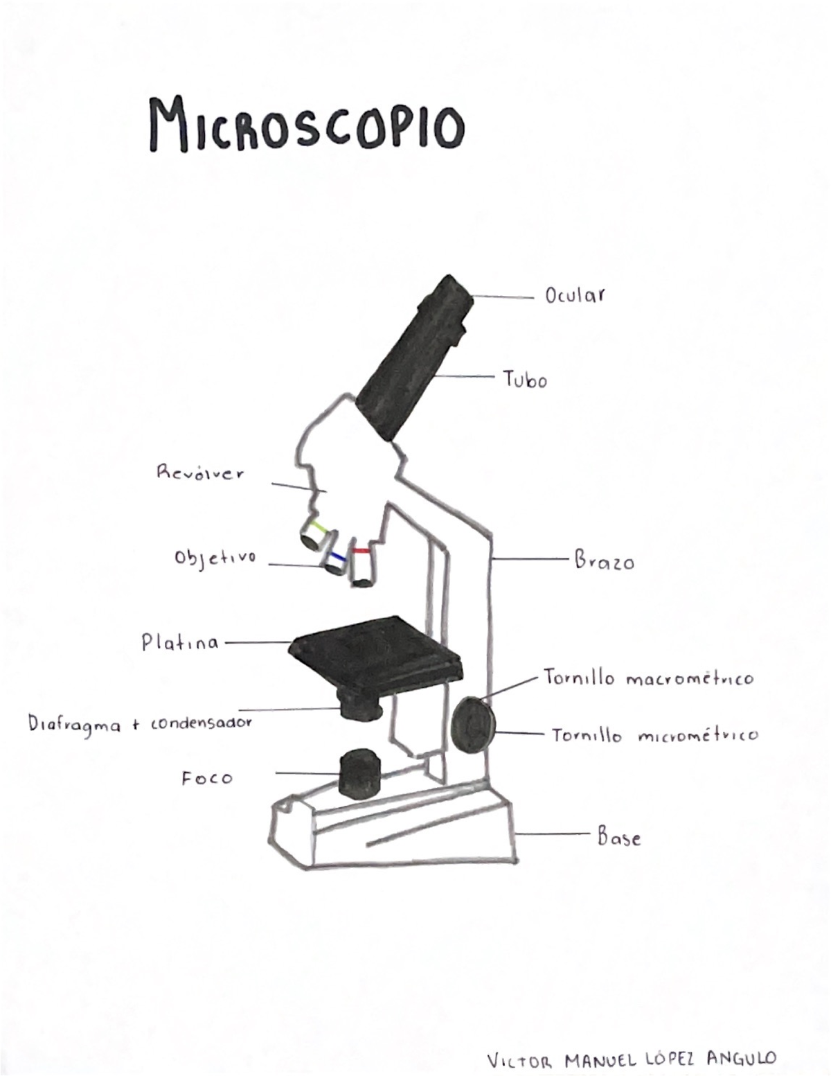 Microscopio - Partes del microspcop - MICROSCOPIO Ocular Tubo Revolver ...