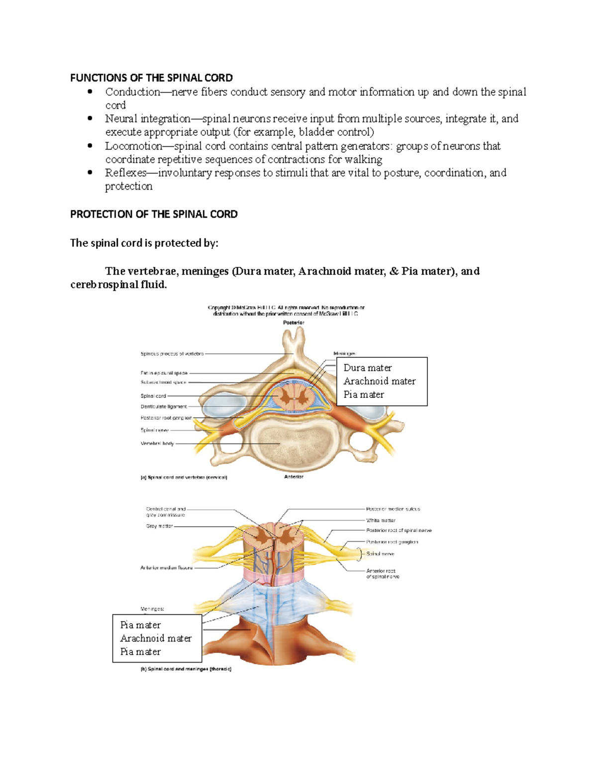 Functions Of The Spinal Cord