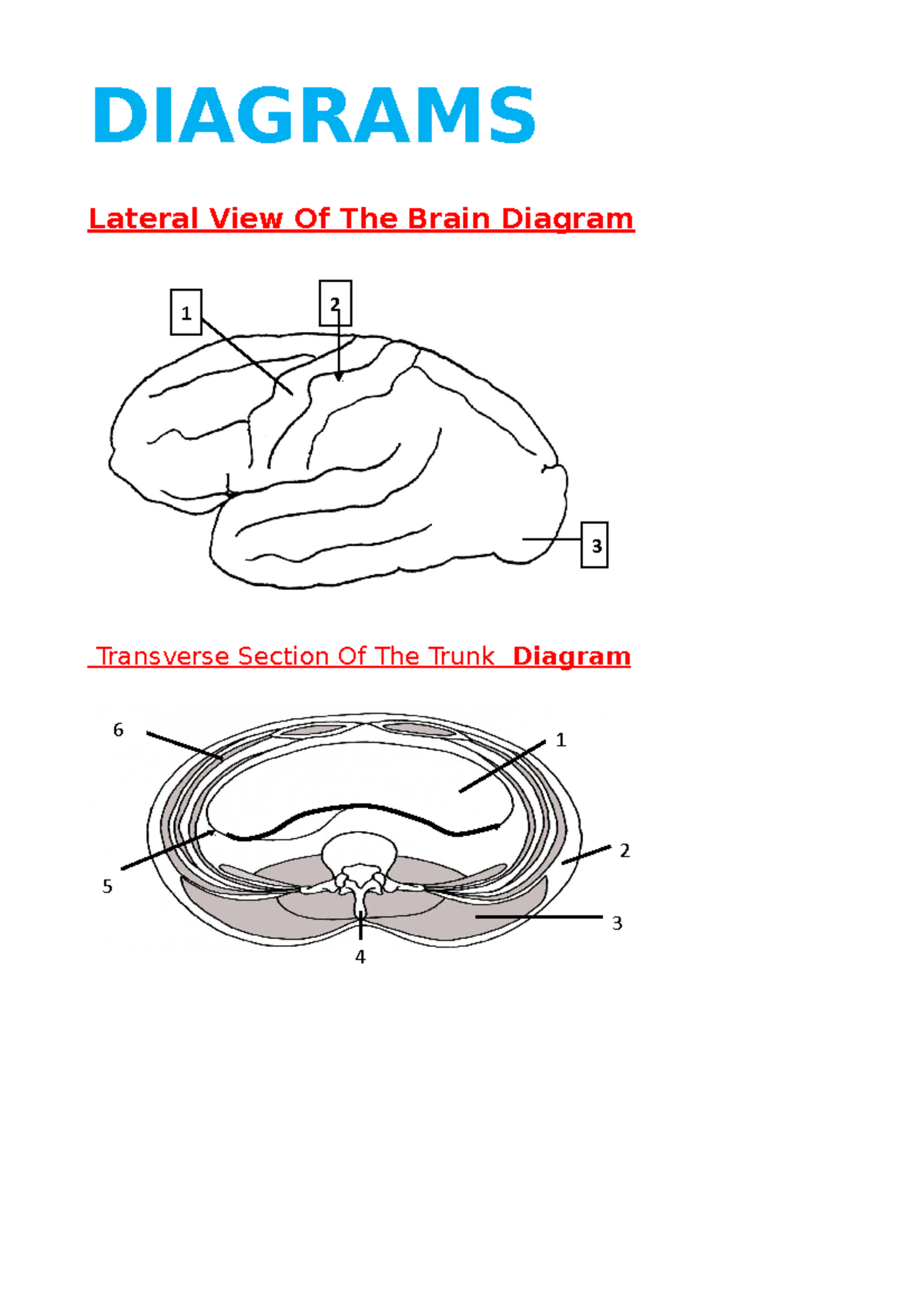 HBB Diagrams - Lecture notes 1-12 - DIAGRAMS Lateral View Of The Brain ...