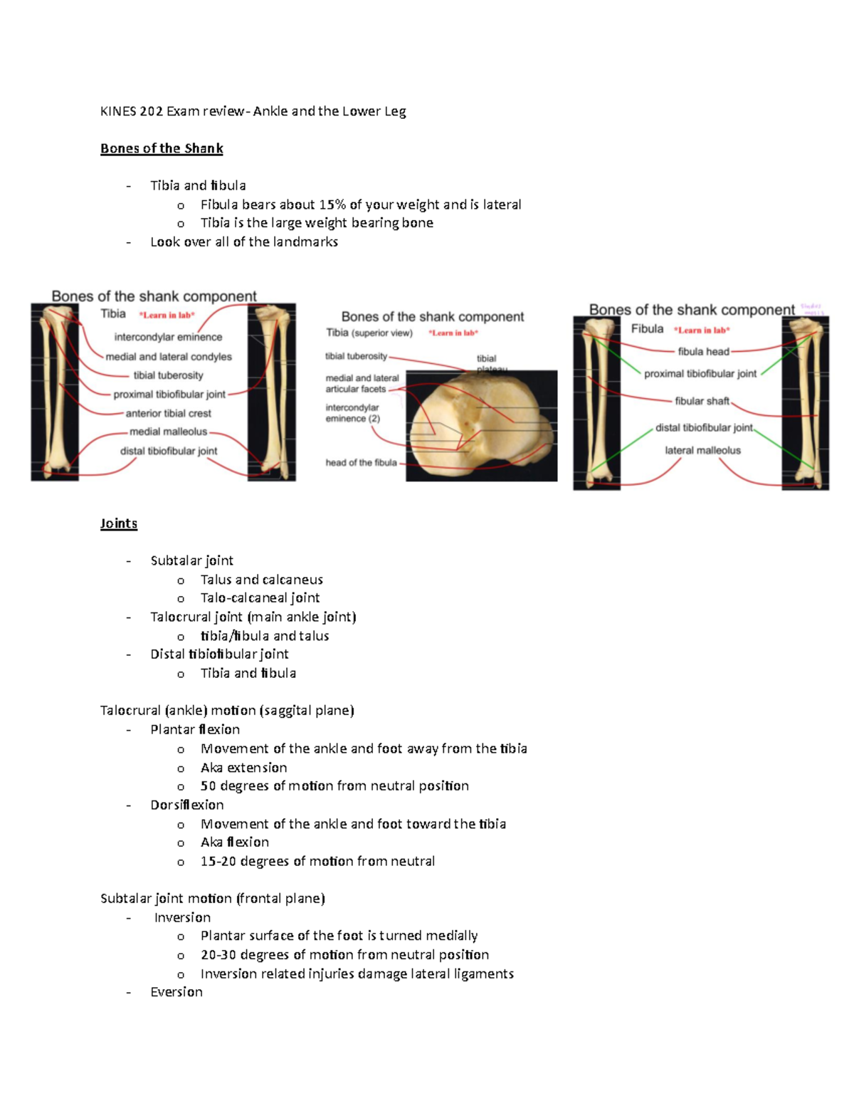 Ankle and lower leg - KINES 202 Exam review- Ankle and the Lower Leg ...