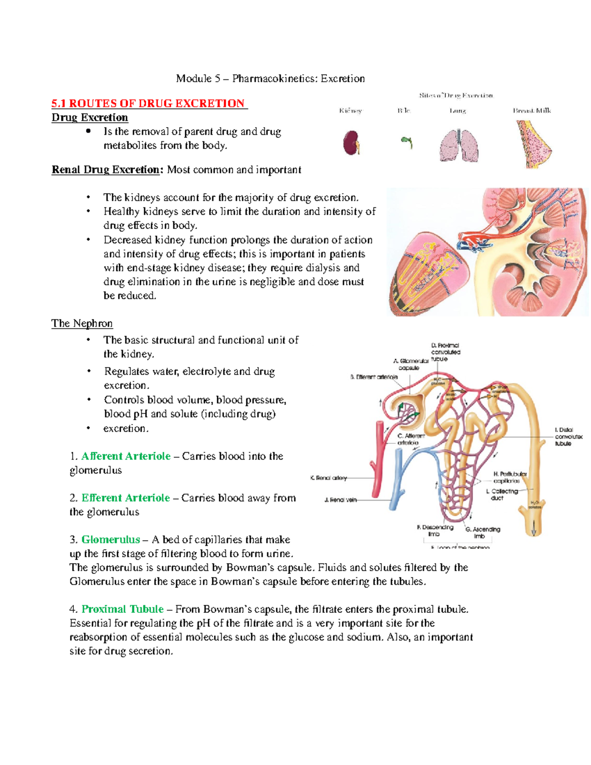 Module 5 - Lecture notes 5 - Module 5 – Pharmacokinetics: Excretion 5 ...