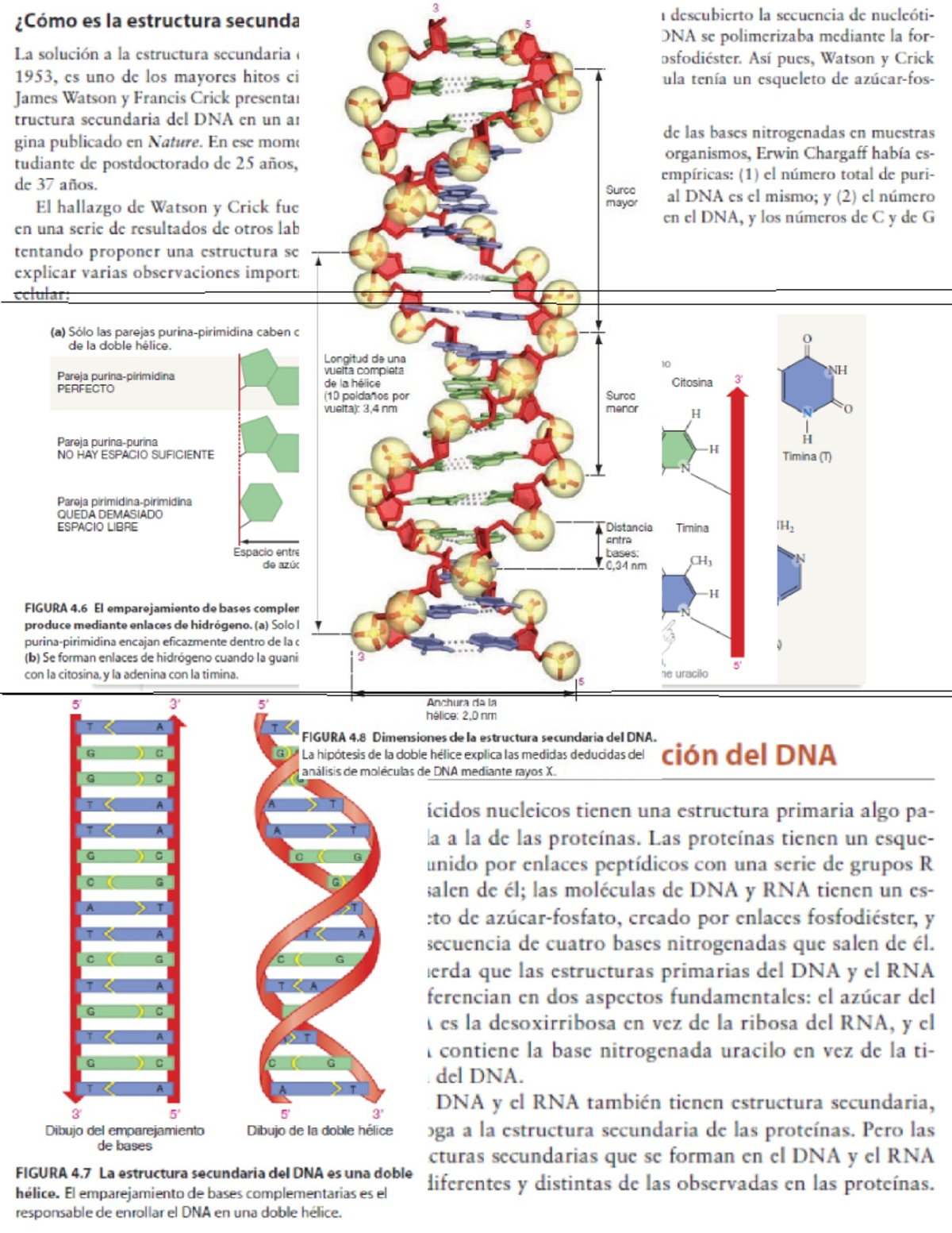 ADN - Biología molecular - Studocu