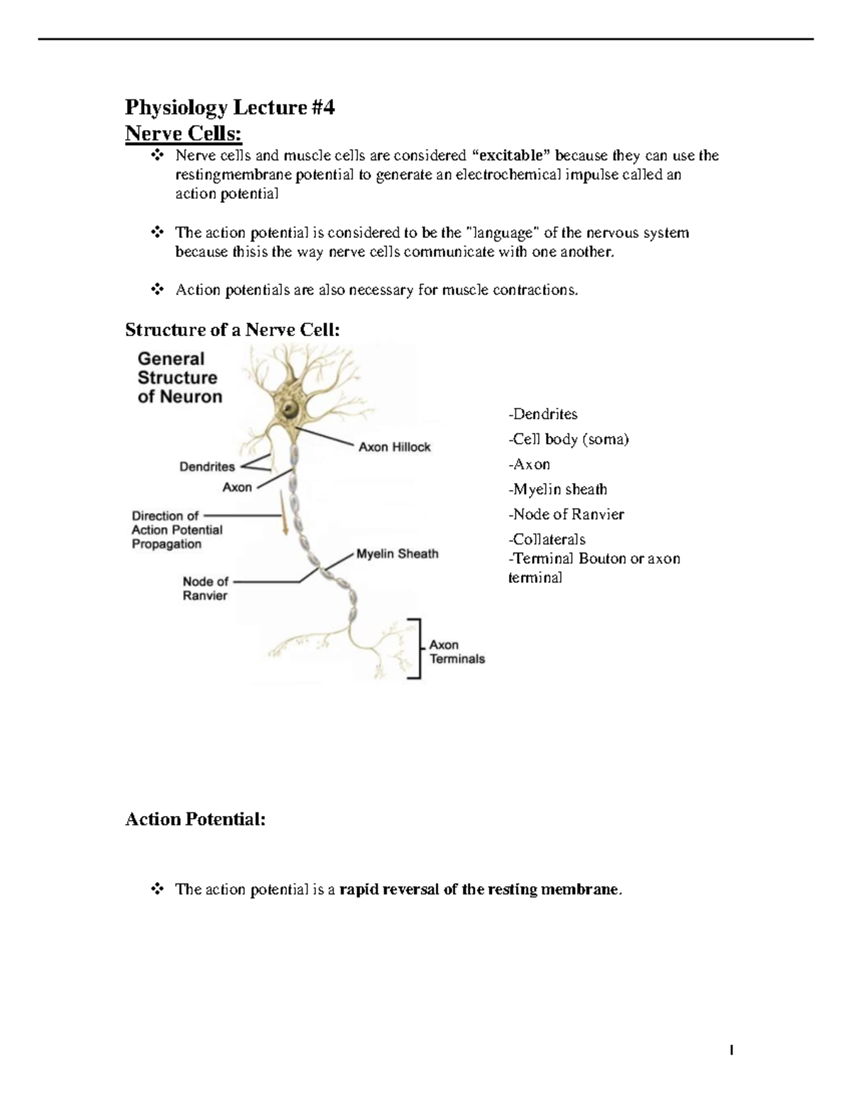 Physiology Lecture 4 - Physiology Lecture Nerve Cells: Nerve cells and ...