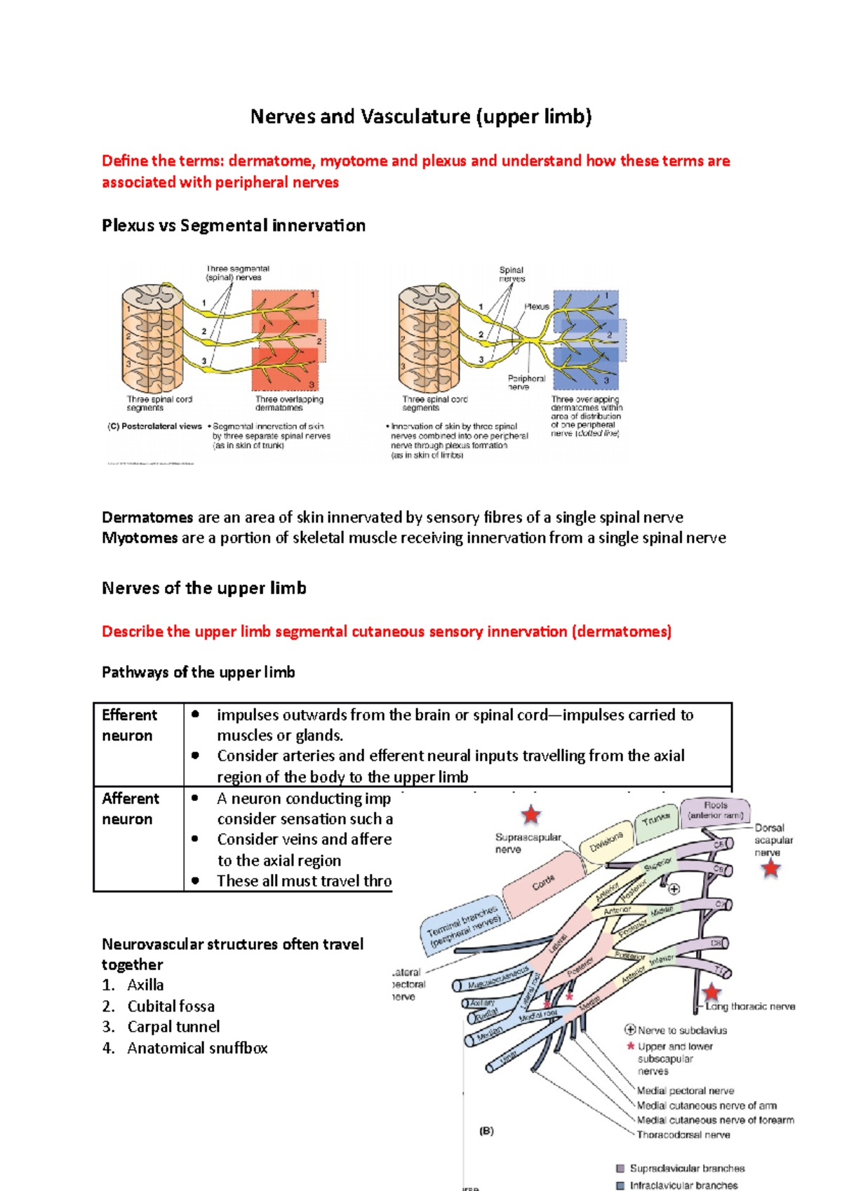 Anatomy nerves and vasculature - Nerves and Vasculature (upper limb ...