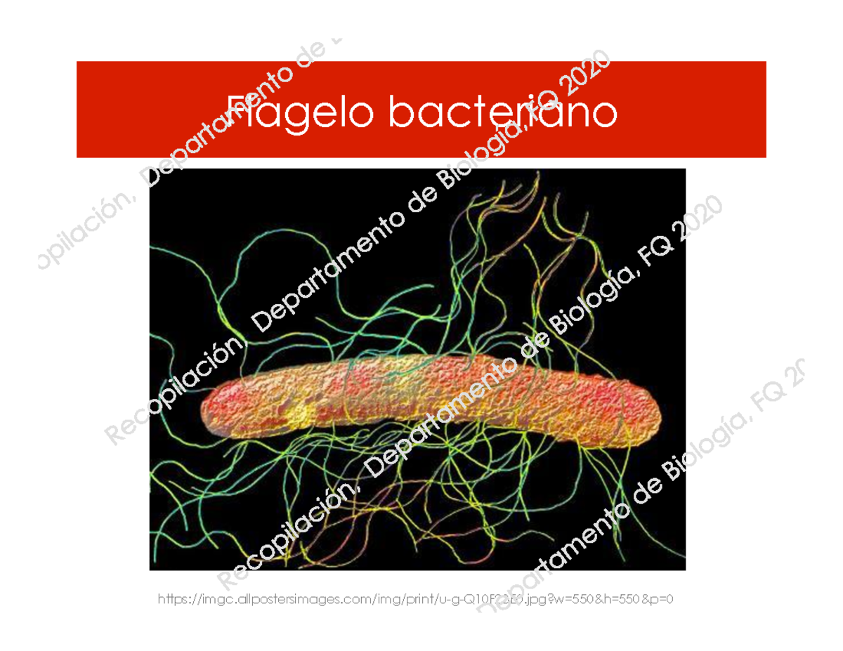 Estructuras Flagelo - Exposiciones de sobre la estructura Flagelar ...