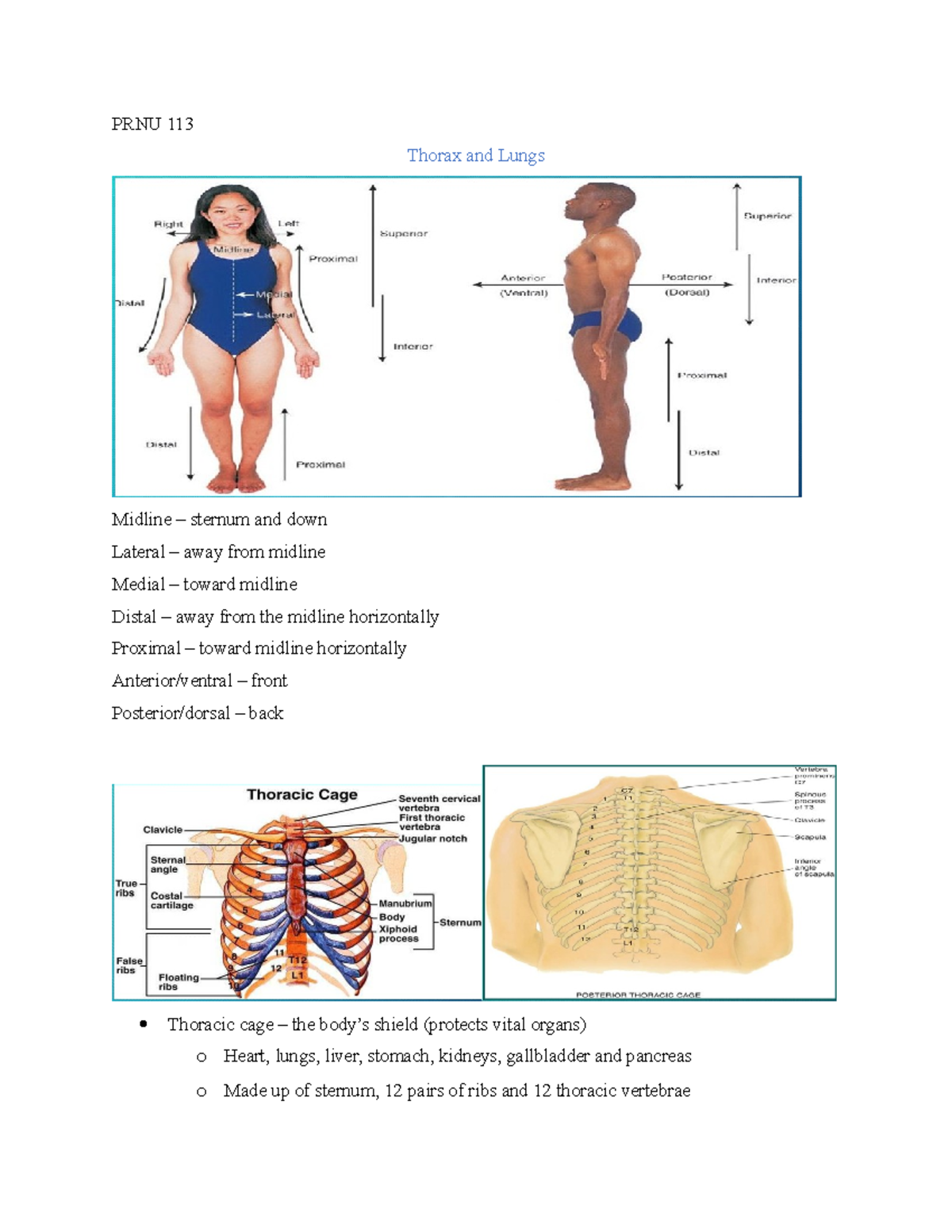 PRNU 113 lecture 6 - Sarah Pinard Rogers - PRNU 113 Thorax and Lungs ...