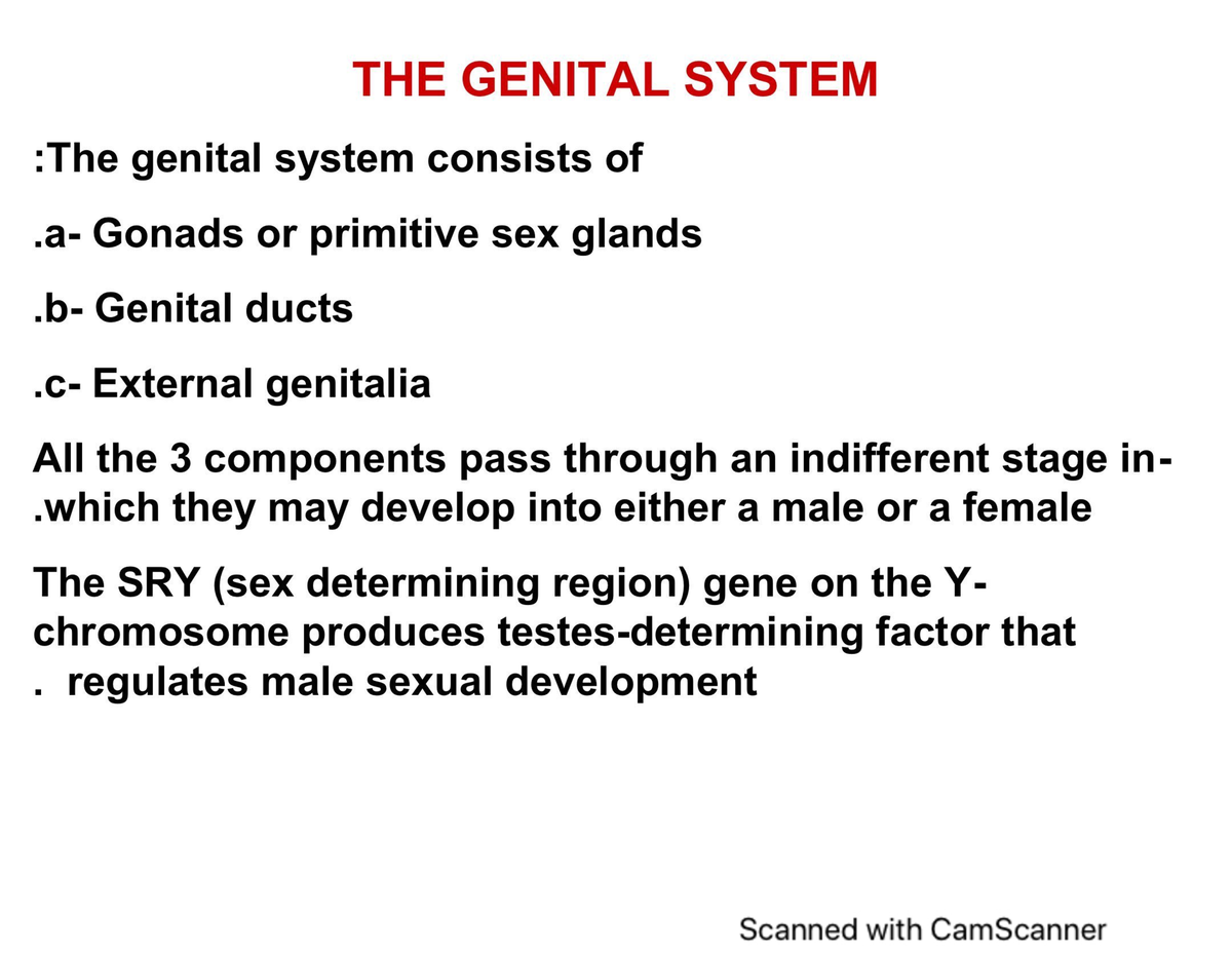 The Gental system - Anatomy 2 - Studocu