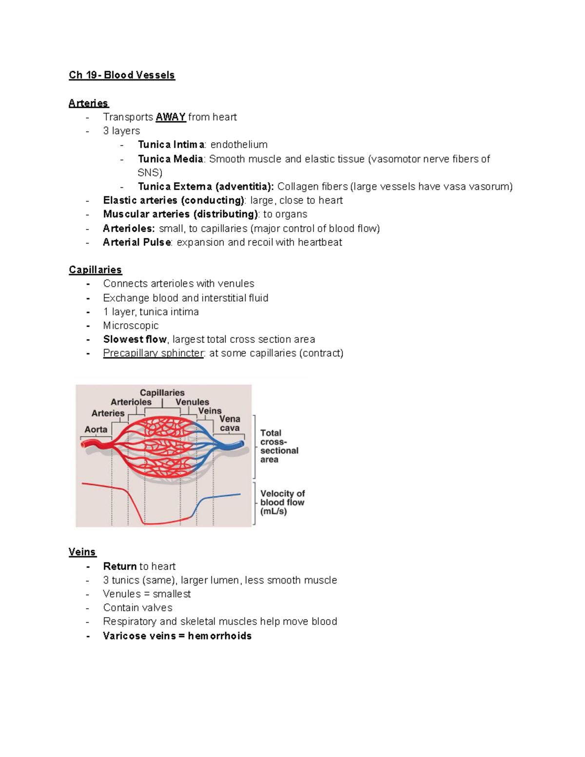 A&P2 Blood Vessels - Hgt - Ch 19- Blood Vessels Arteries - Transports ...