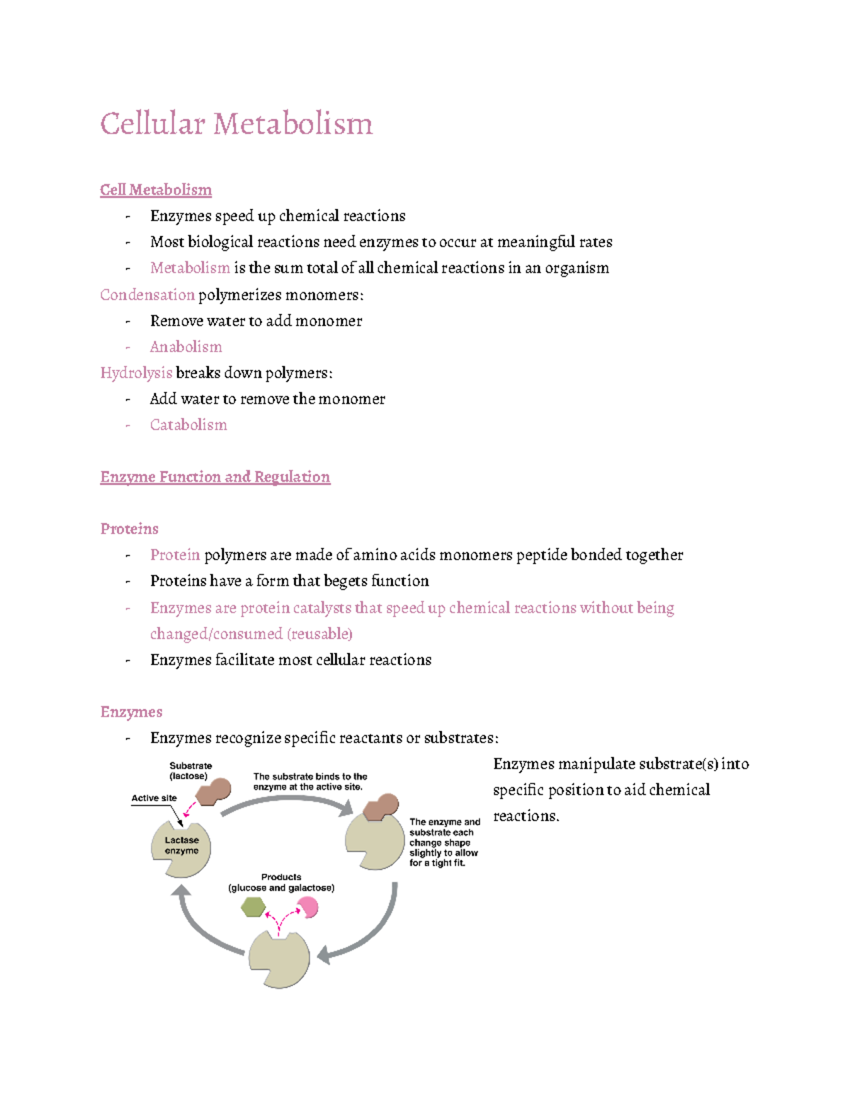 BIO 111 - Cell Metabolism - Cellular Metabolism Cell Metabolism ...