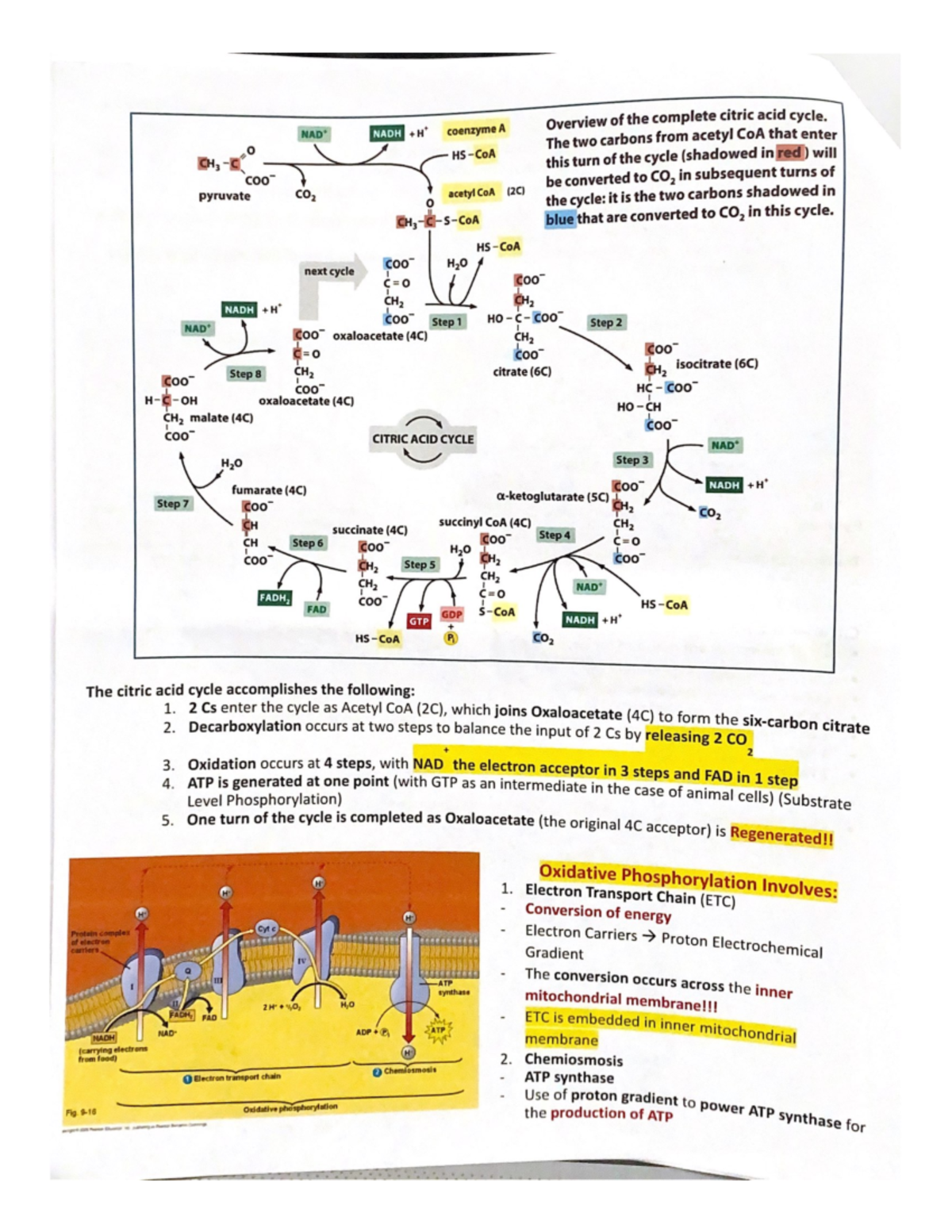 Oxidative Phosphorylation And Num Of Atm - PCB 3023C - Studocu