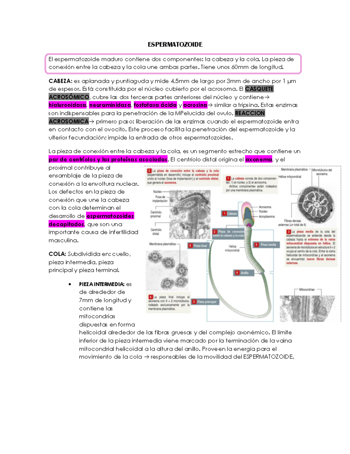 Espermatozoide - La pieza de conexión entre la cabeza y la cola une ...