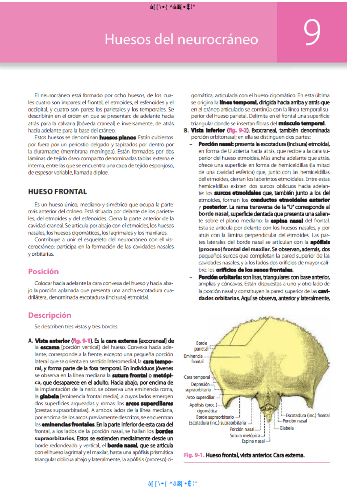 Huesos DEL Neurocráneo - ANATOMÍA - Studocu