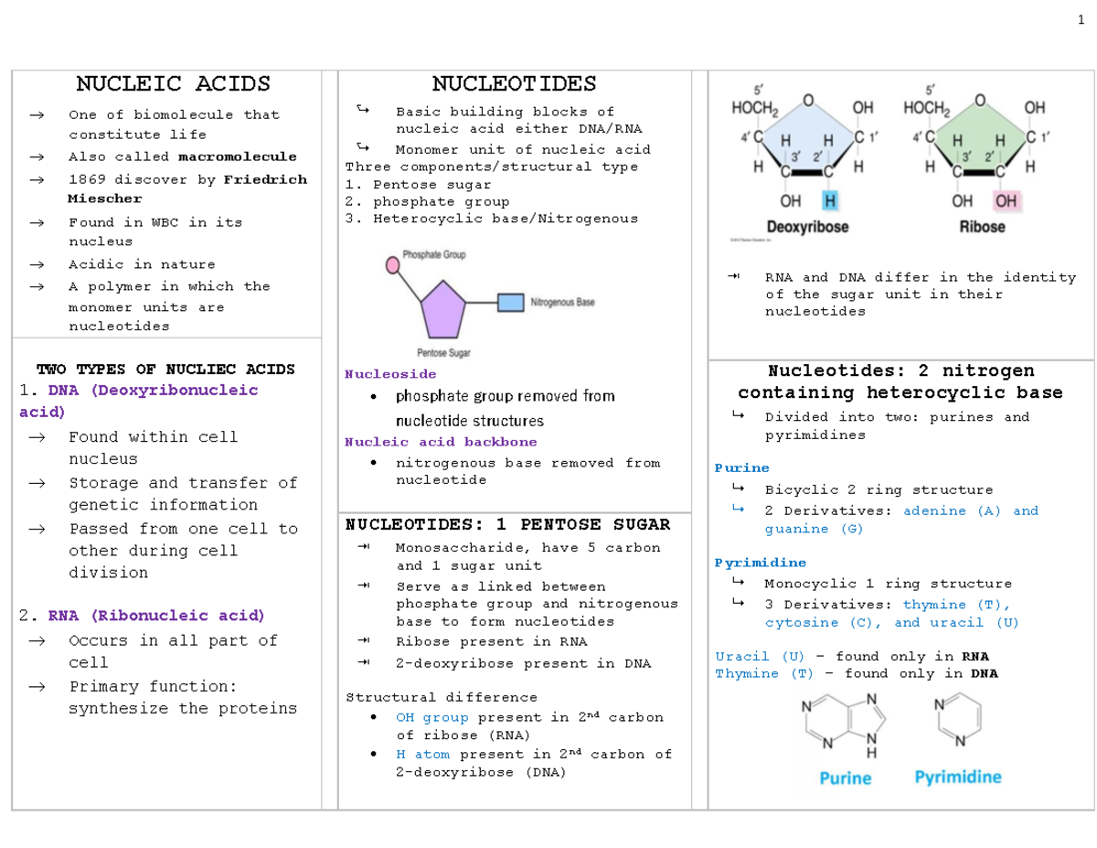1.2 Nucleic Acids - N/A - NUCLEIC ACIDS One of biomolecule that ...