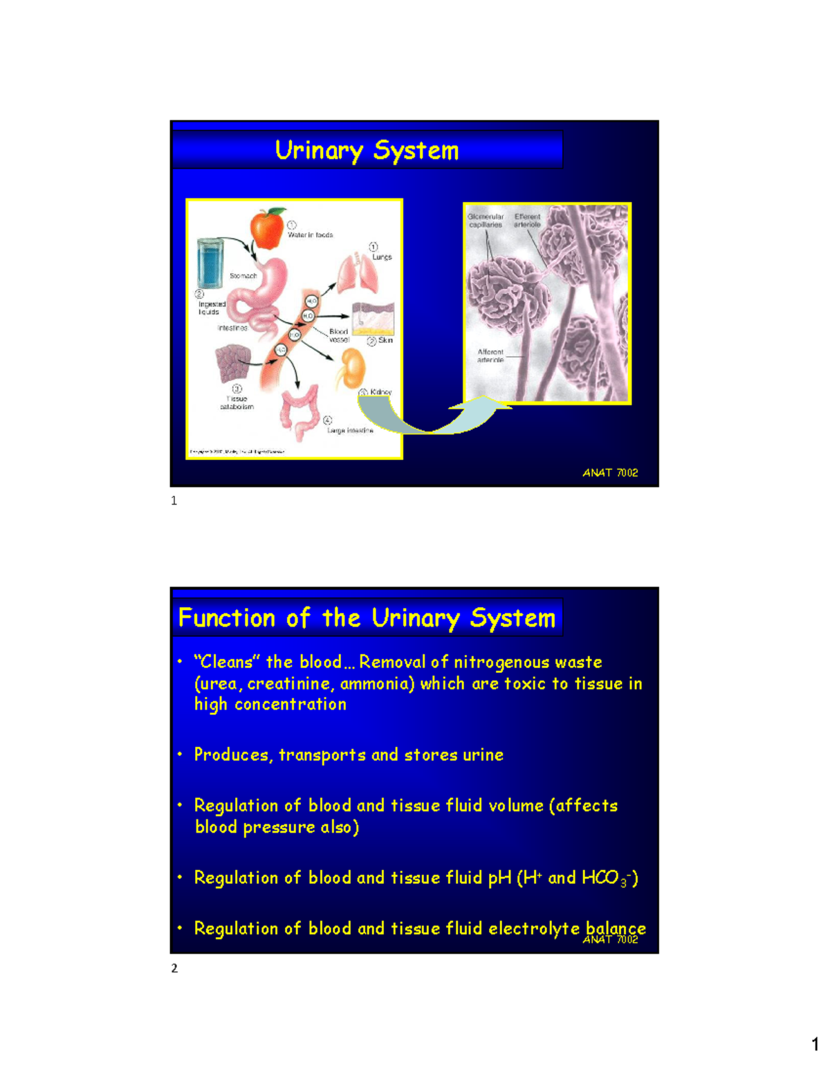 Urinary - Renal (2 slides per page) - ANAT 7002 Urinary System ANAT ...