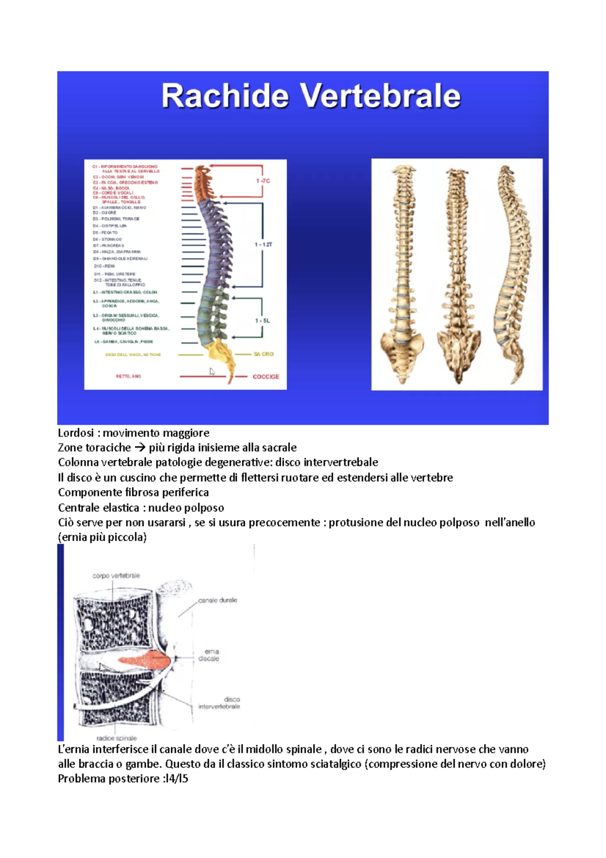 Lordosi traumatologia - Lordosi : movimento maggiore Zone toraciche più ...