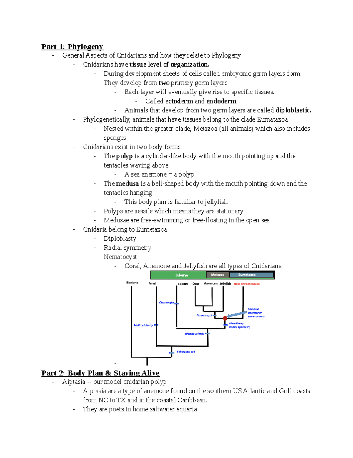 Lab 3 Cnidaria Notes - Part 1: Phylogeny General Aspects of Cnidarians ...