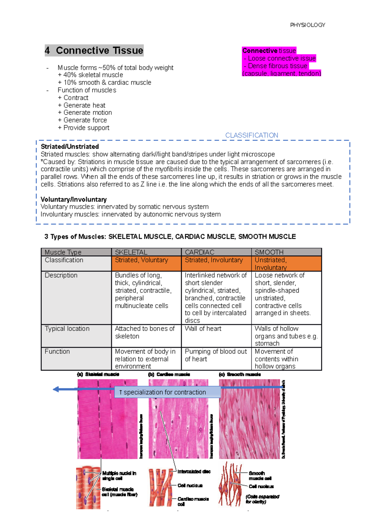 Updated Cell & Tissue Struc - Connective Tissue - PHYSIOLOGY 4 ...