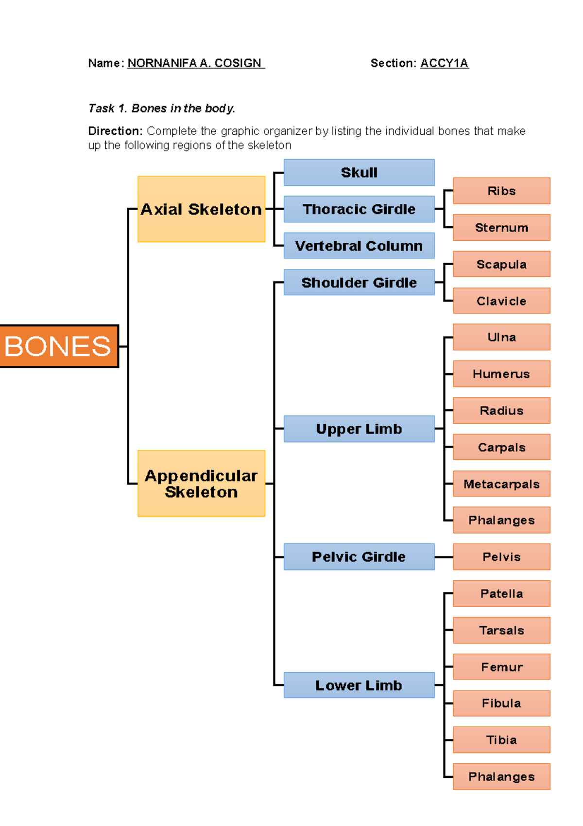PE 32 Activities in Unit 1 - BONES Axial Skeleton Skull Thoracic Girdle ...
