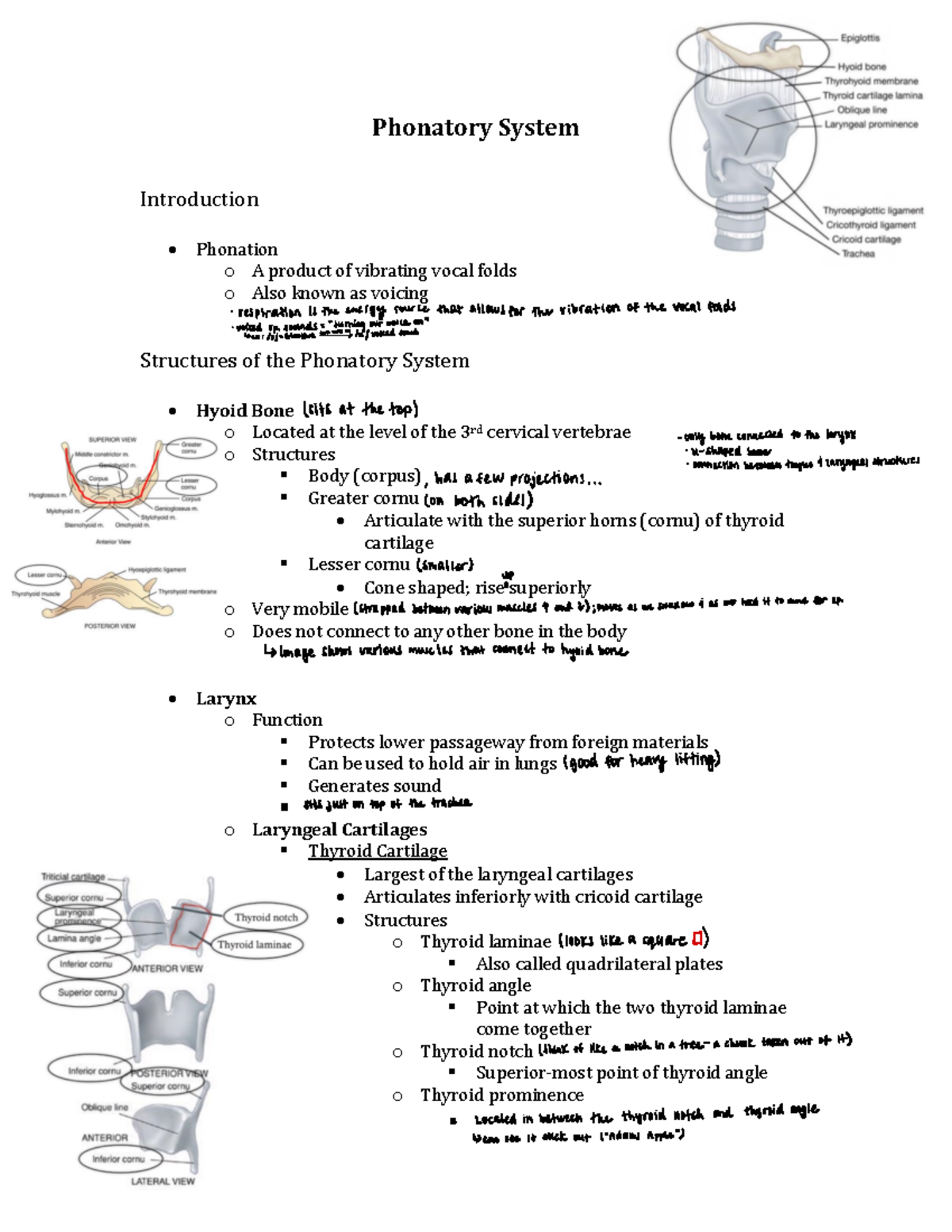 Exam 3 Study Guide Phonatory System - Phonatory System Introduction ...