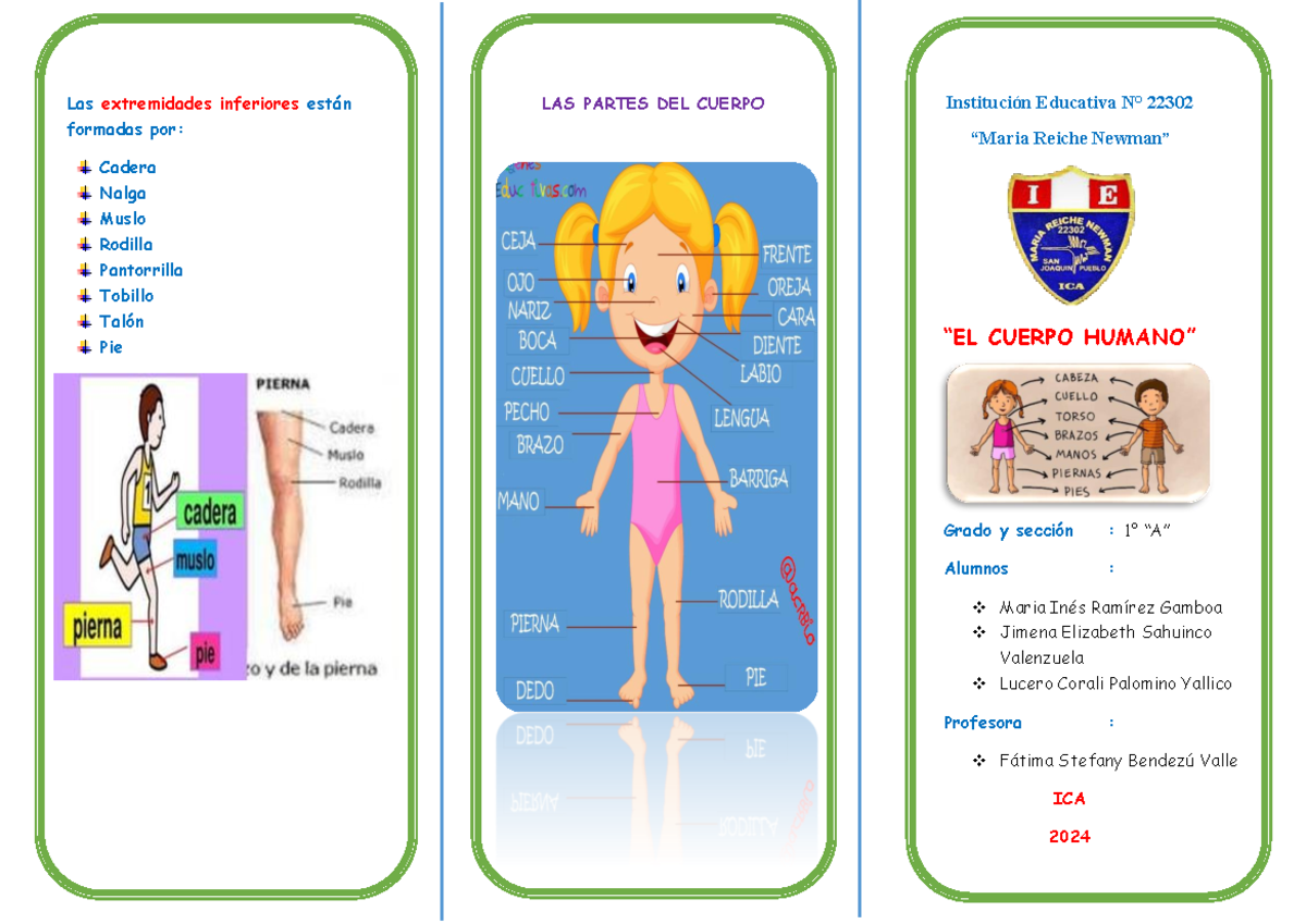 Triptico cuerpo humano - Neuropsicología - Las extremidades inferiores están formadas por ...