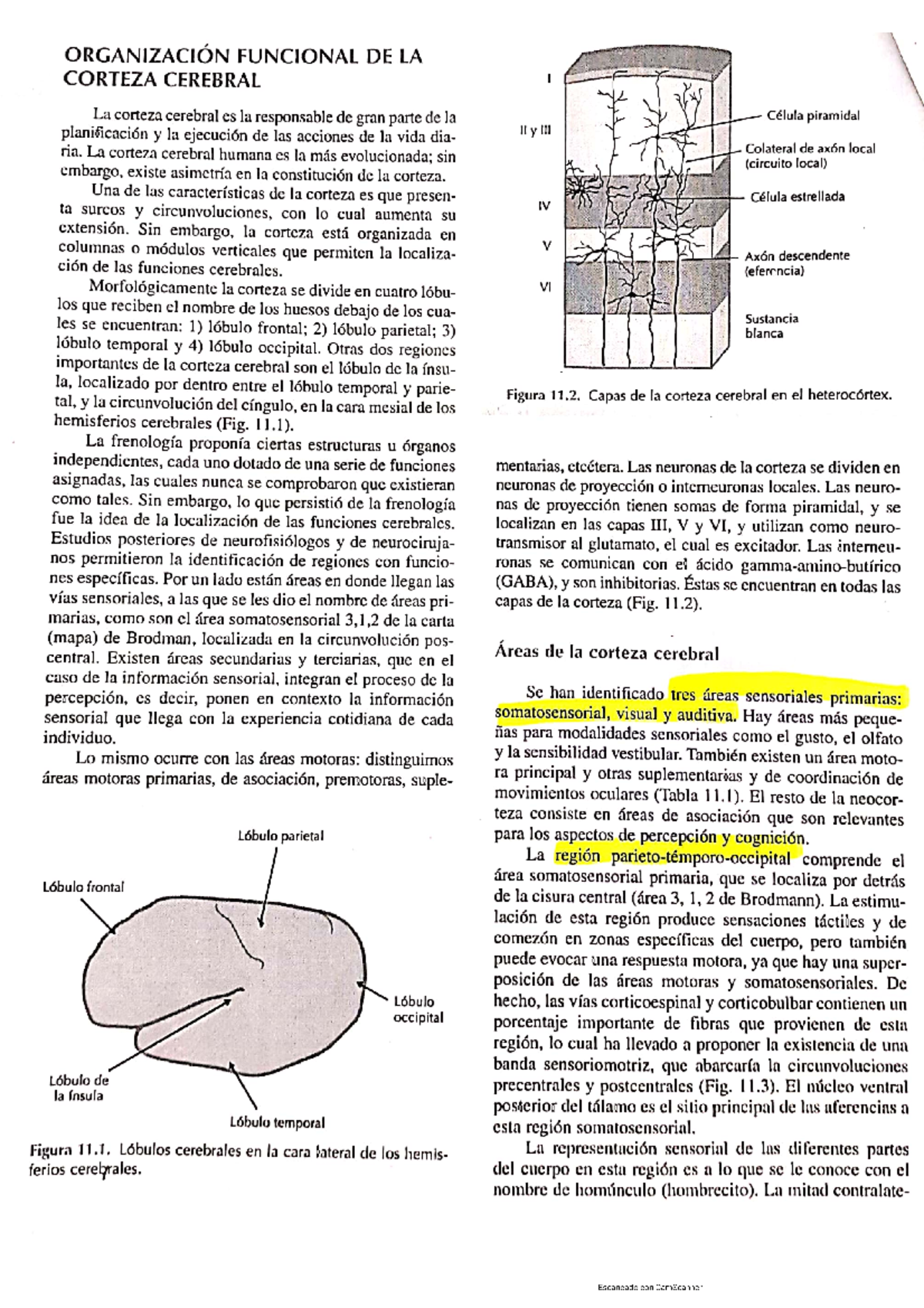 Funciones Cognitivas - m nnbnm - Fisiología y Física Biológica - Studocu