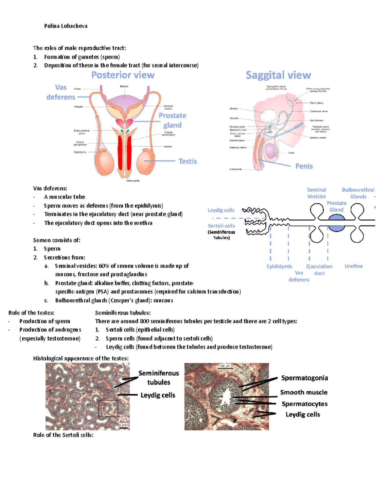 Reproductive System - The roles of male reproducive tract: Formaion of ...