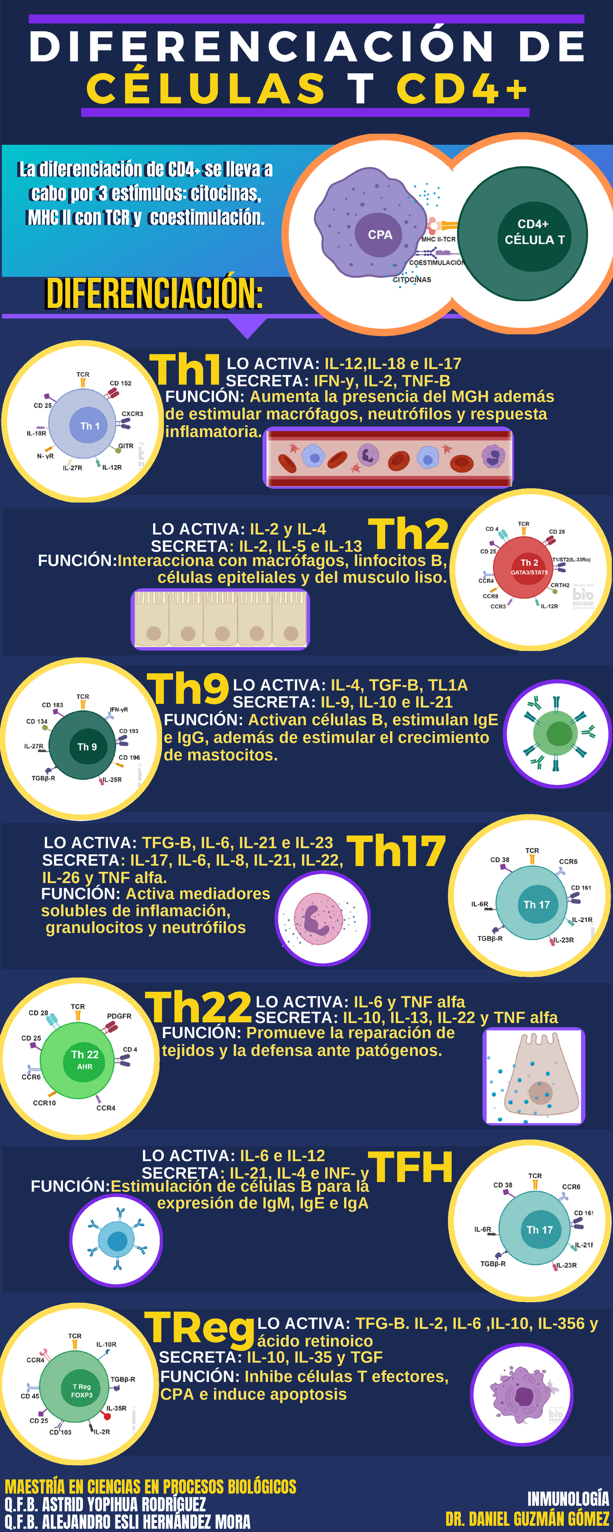 Diferenciación de linfocitos CD4+ - DIFERENCIACIÓN DE CÉLULAS T CD4+ La ...