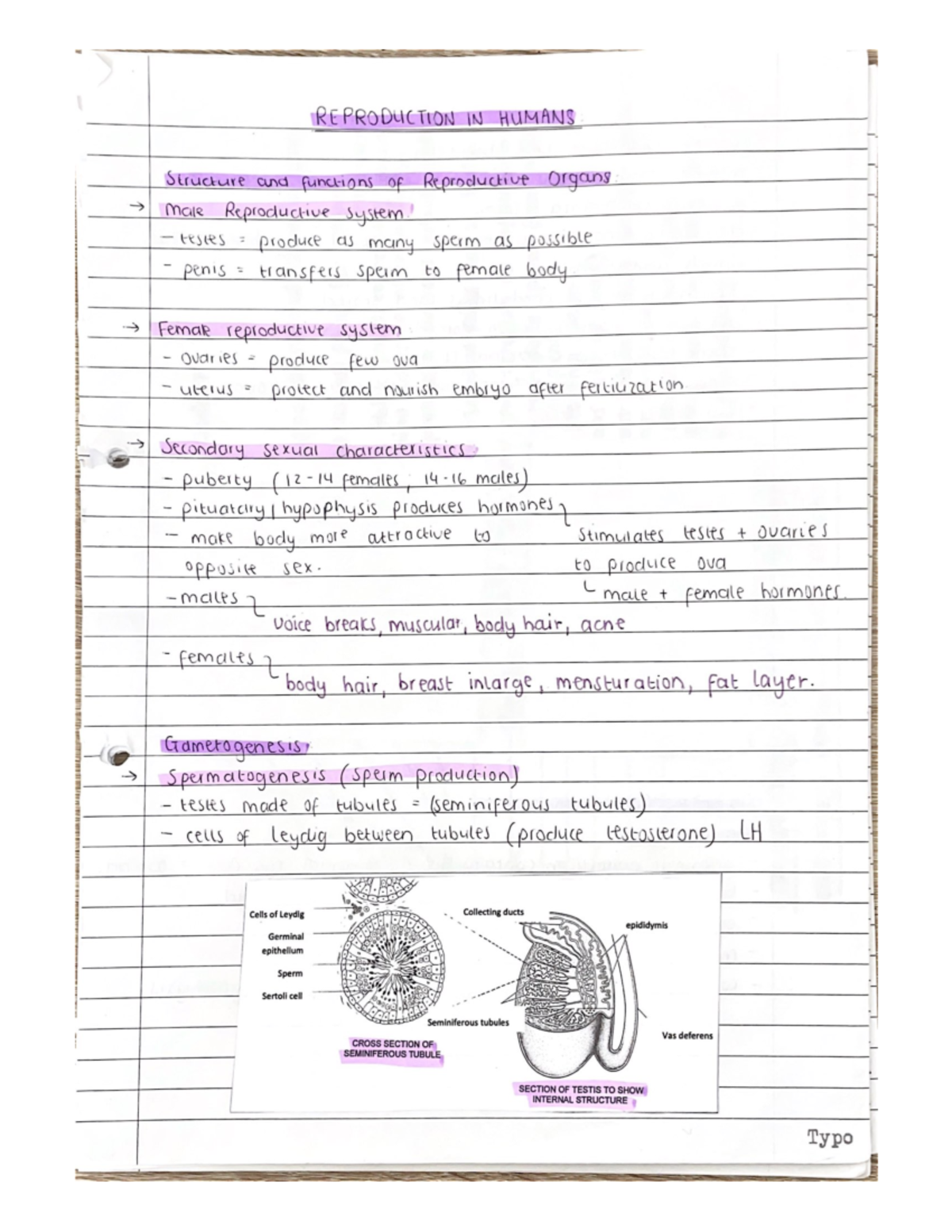 Reproduction IN Humans - Studocu
