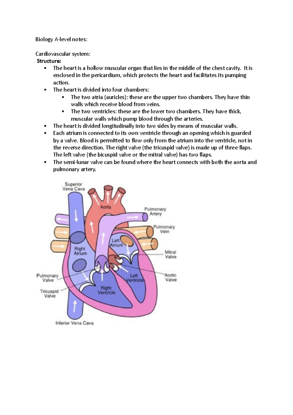Heart- structure - Biology A-level notes: Cardiovascular system ...