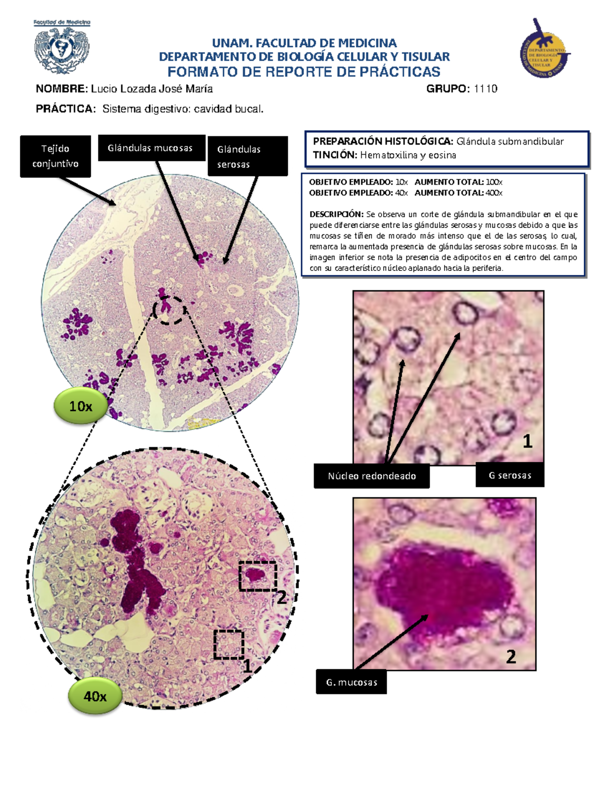Glándulas de sistema digestivo - UNAM. FACULTAD DE MEDICINA ...
