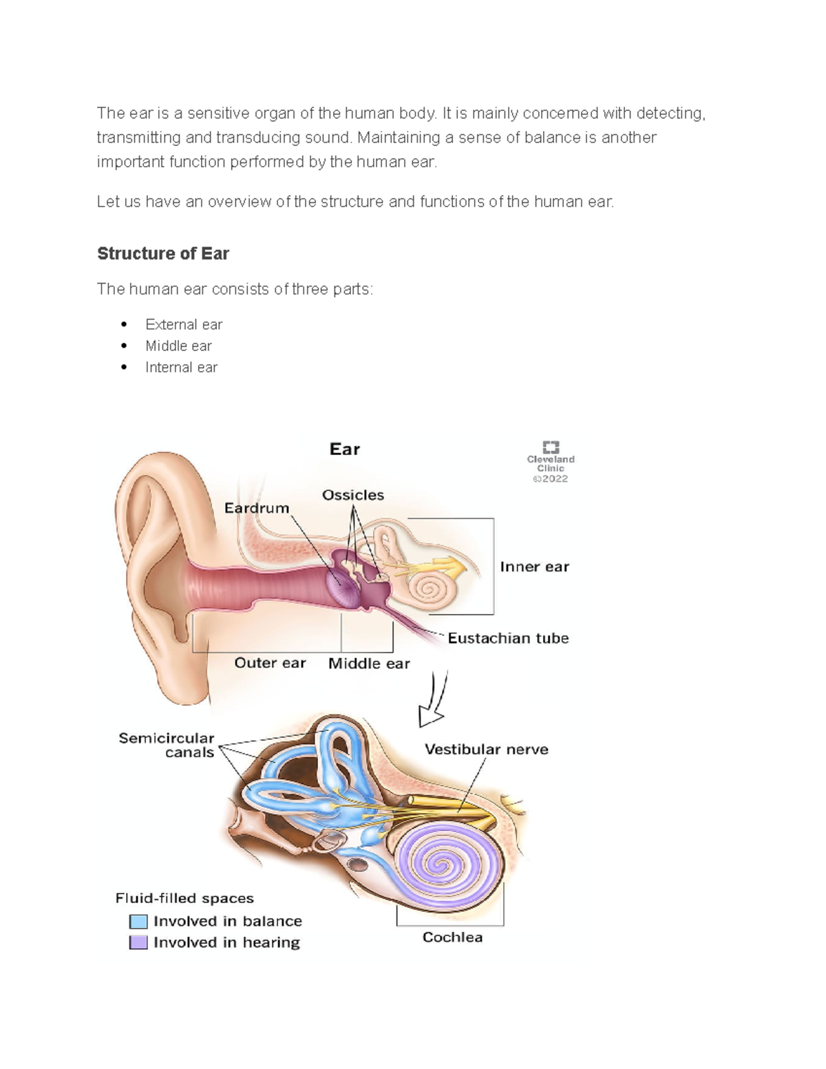 Structure an function of ear - The ear is a sensitive organ of the ...