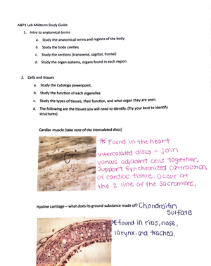 Chapter 8 appendicular skeletal system - CHAPTER EIGHT THE APPENDICULAR ...