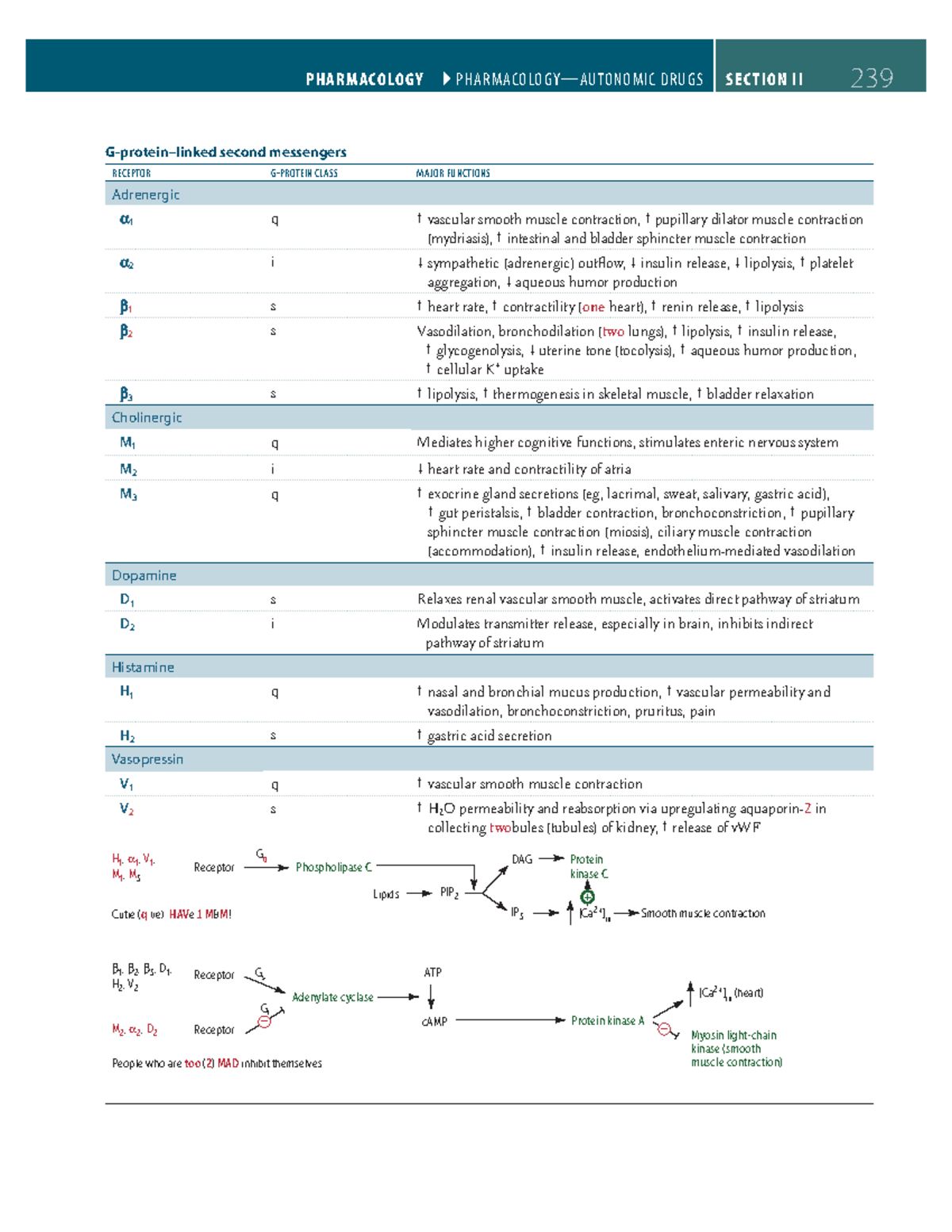 ANS - n/a - PHARMACOLOGY ` PHARMACOLOGY!AUTONOMIC DRUGS SEC TION II 239 ...