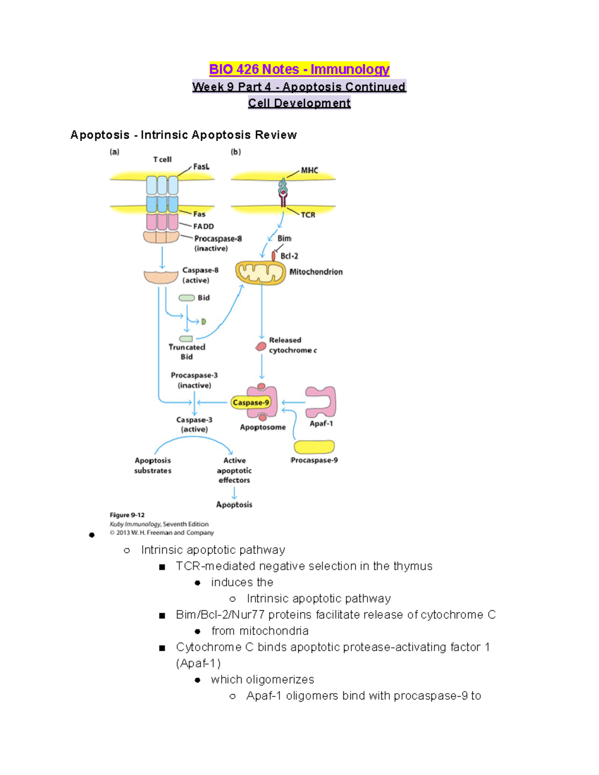 BIO 426 Week 9 Lecture Part 4 - Apoptosis Continued - BIO 426 Notes ...