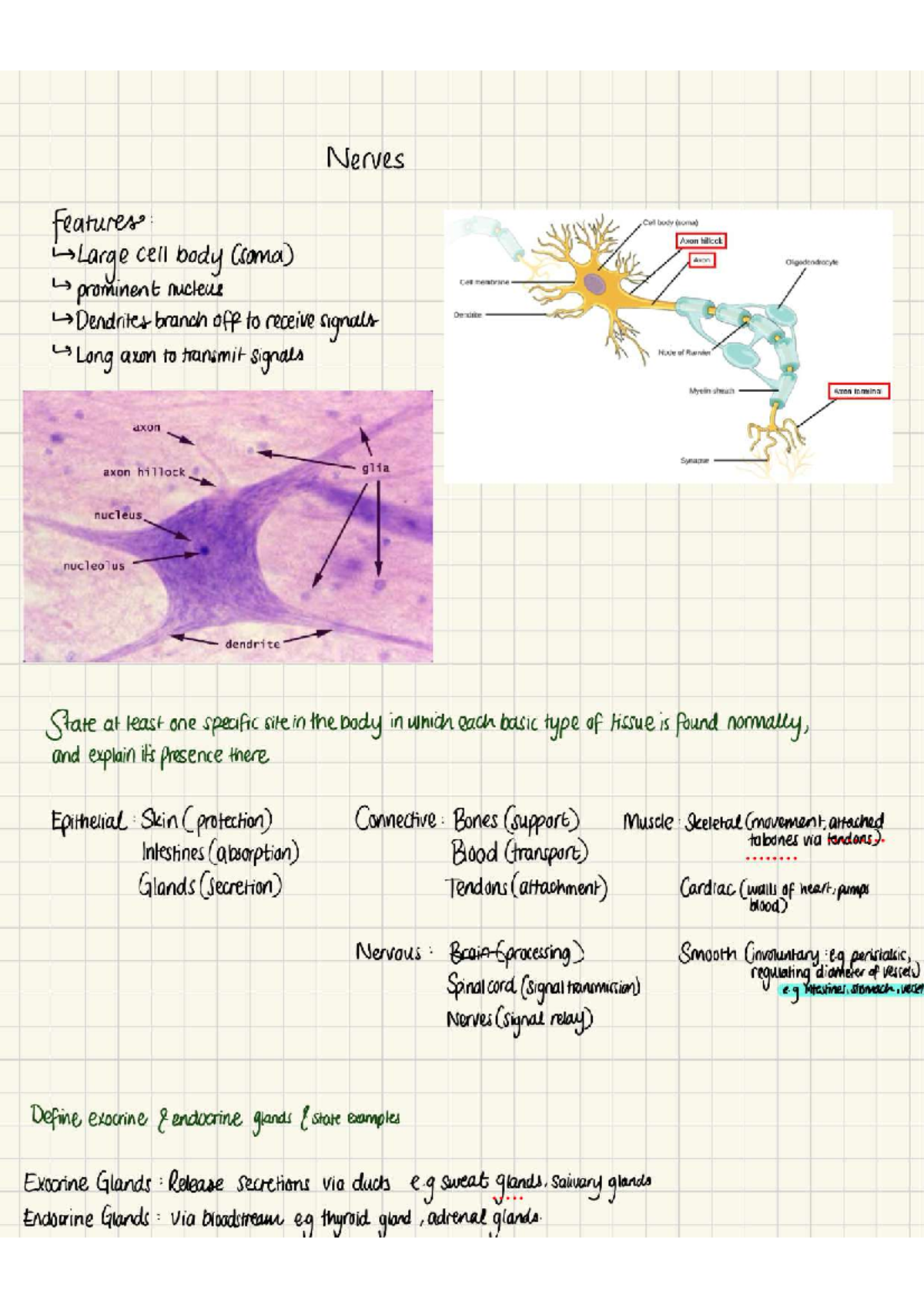 IMG 0082 - Notes on Anatomy Bones and joints - Nerves Features Cell ...