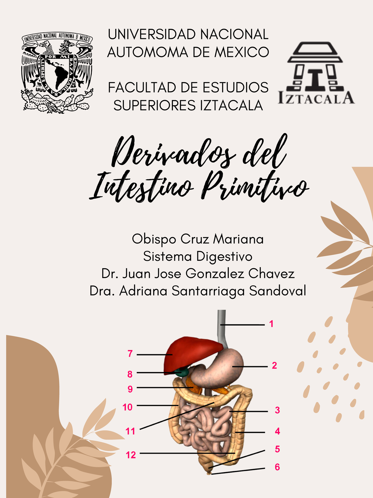 Derivados del intestino primitivo - Sistema Digestivo - UNIVERSIDAD ...