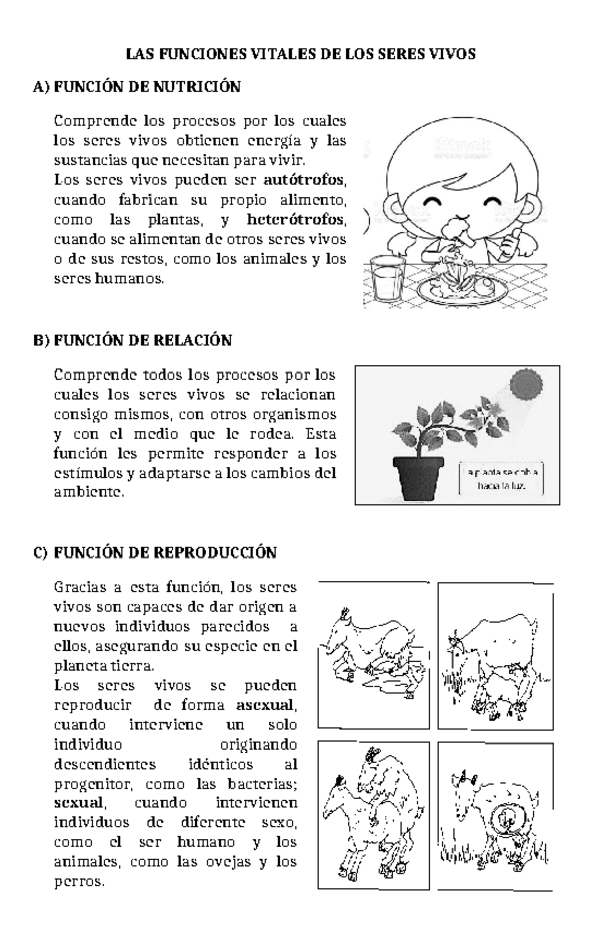 LAS Funciones Vitales DE LOS Seres Vivos Fichaaa - LAS FUNCIONES ...