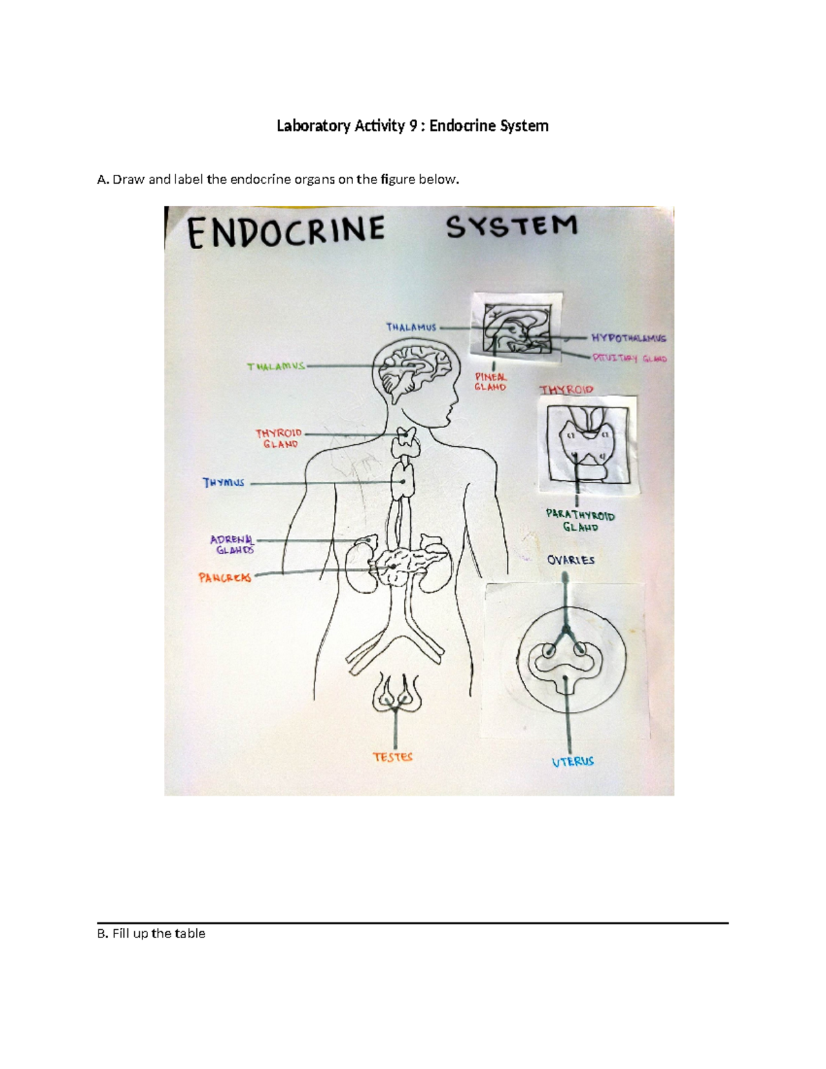 Anatomy and Physiology Activity 9. Endocrine System - Laboratory ...