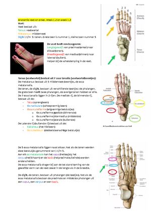Anatomie van de heup - coxae; het is een kogelgewricht waarin binnen ...