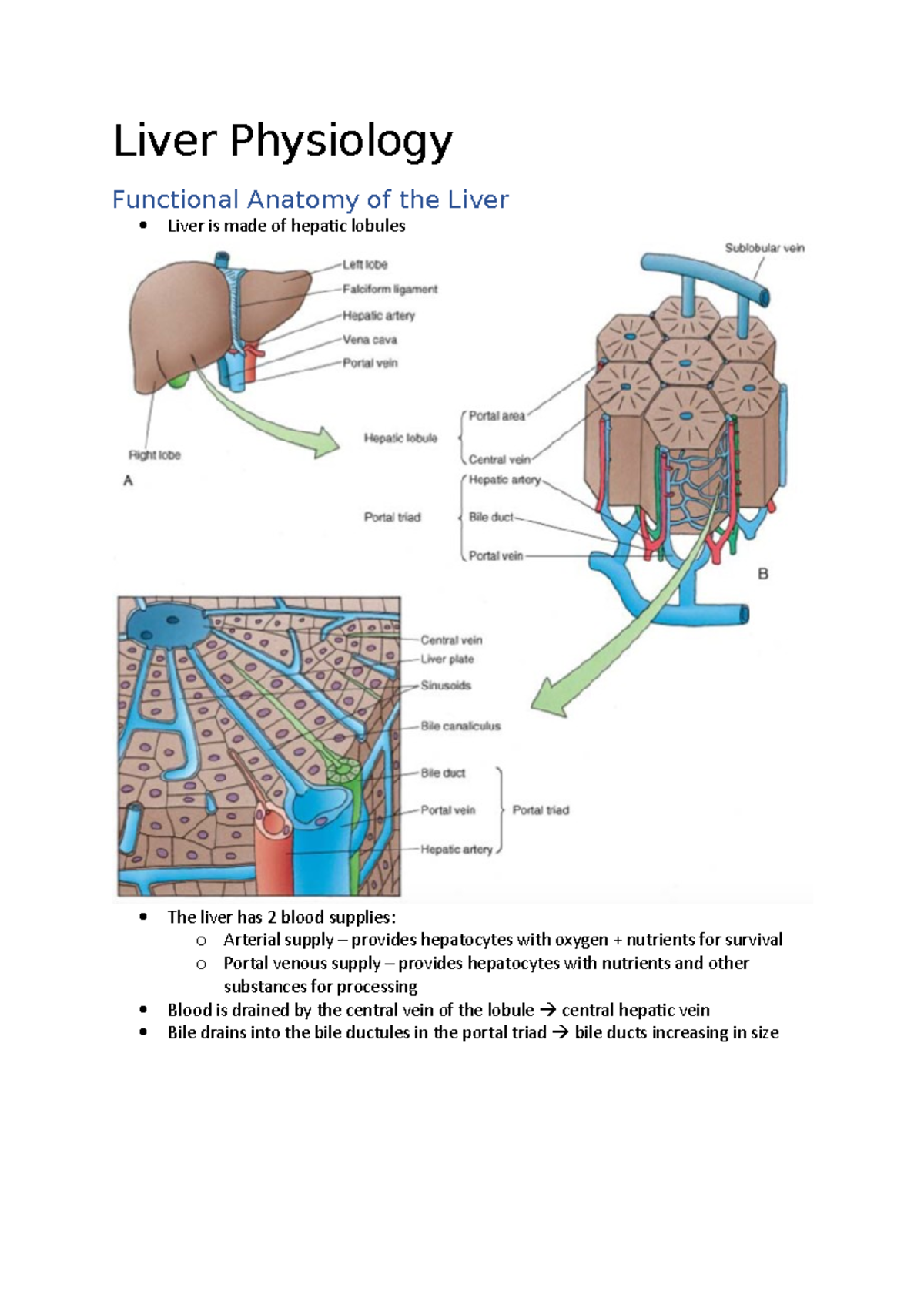 Liver Physiology - Liver Physiology Functional Anatomy of the Liver ...