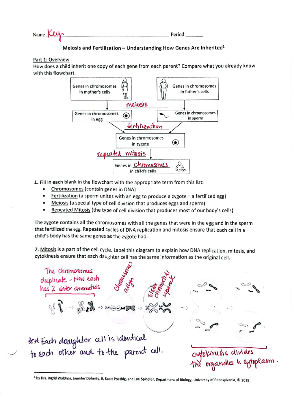 Meiosis and Fertilization PAcket KEY - Name Key Period Meiosis and ...