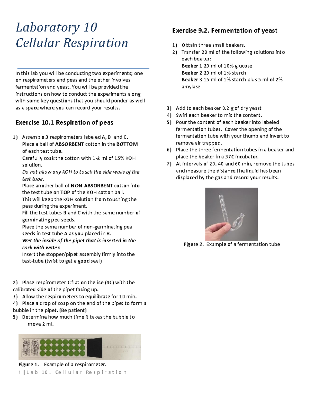Lab 10-Cell Respiration - 1 | L a b 10. Ce l l u l a r Re s p i r a t i ...