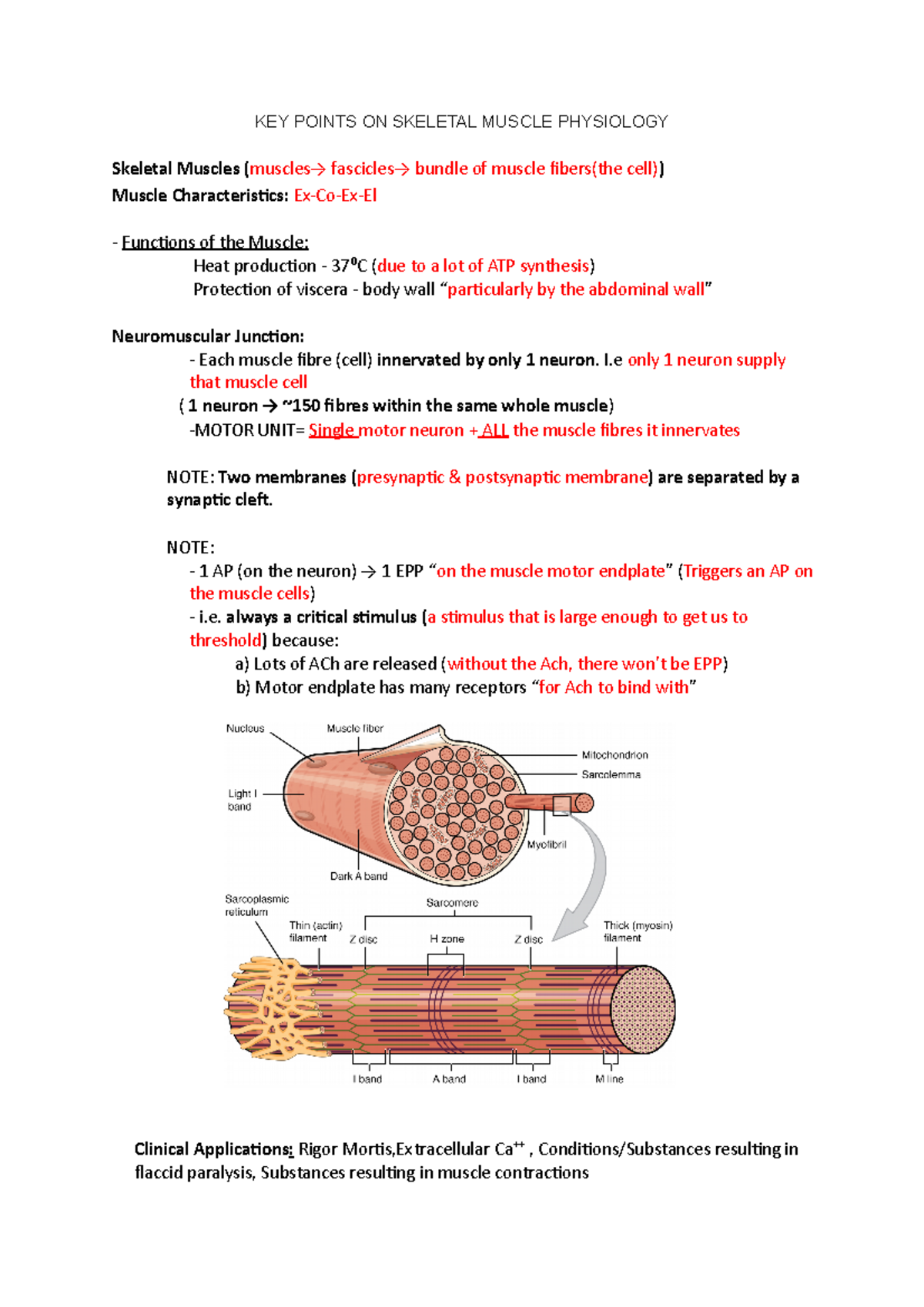 KEY Points and Summary ON The Skeletal Muscle Physiology - KEY POINTS ...