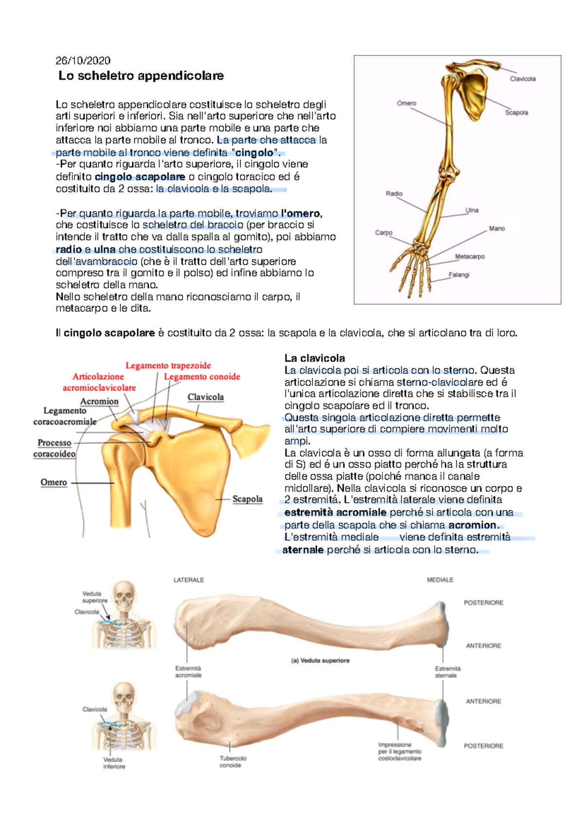 Anatomia 5 - Riassunto anatomi - 26/10/ Lo scheletro appendicolare Lo ...