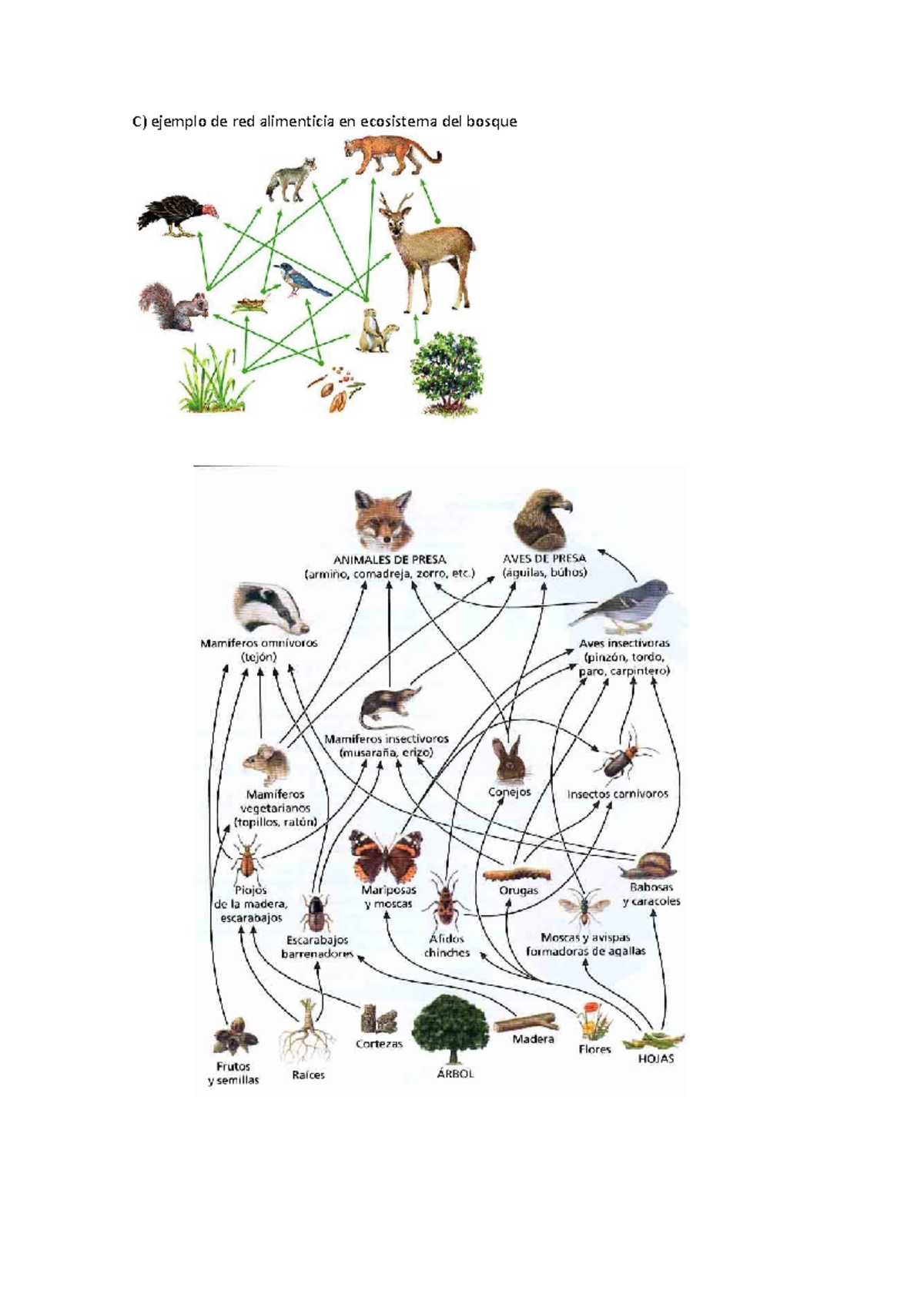 Biología evidencia - C) ejemplo de red alimenticia en ecosistema del ...