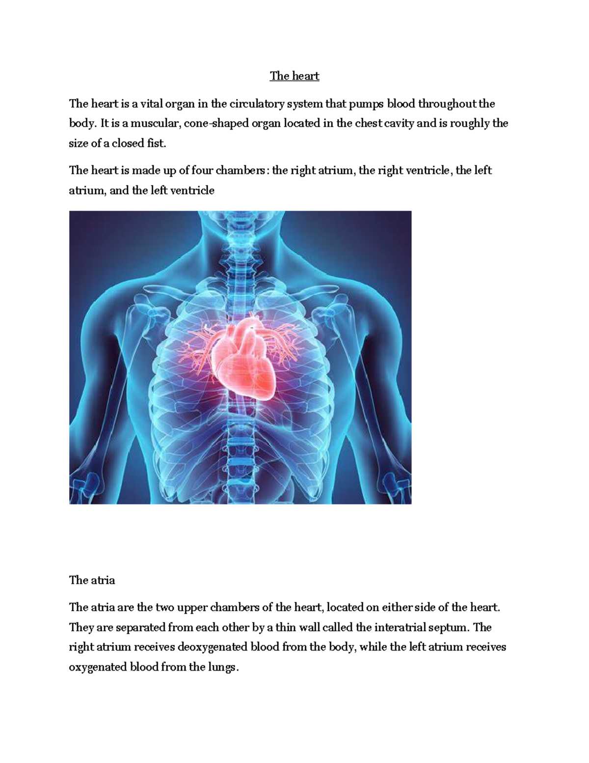 The heart (atria and ventricles) - The heart The heart is a vital organ ...