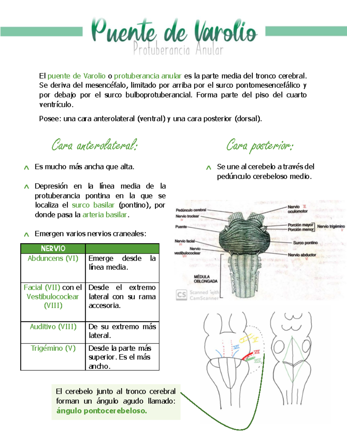 Clase 1. Segundo Parcial ( Puente) - El puente de Varolio o ...