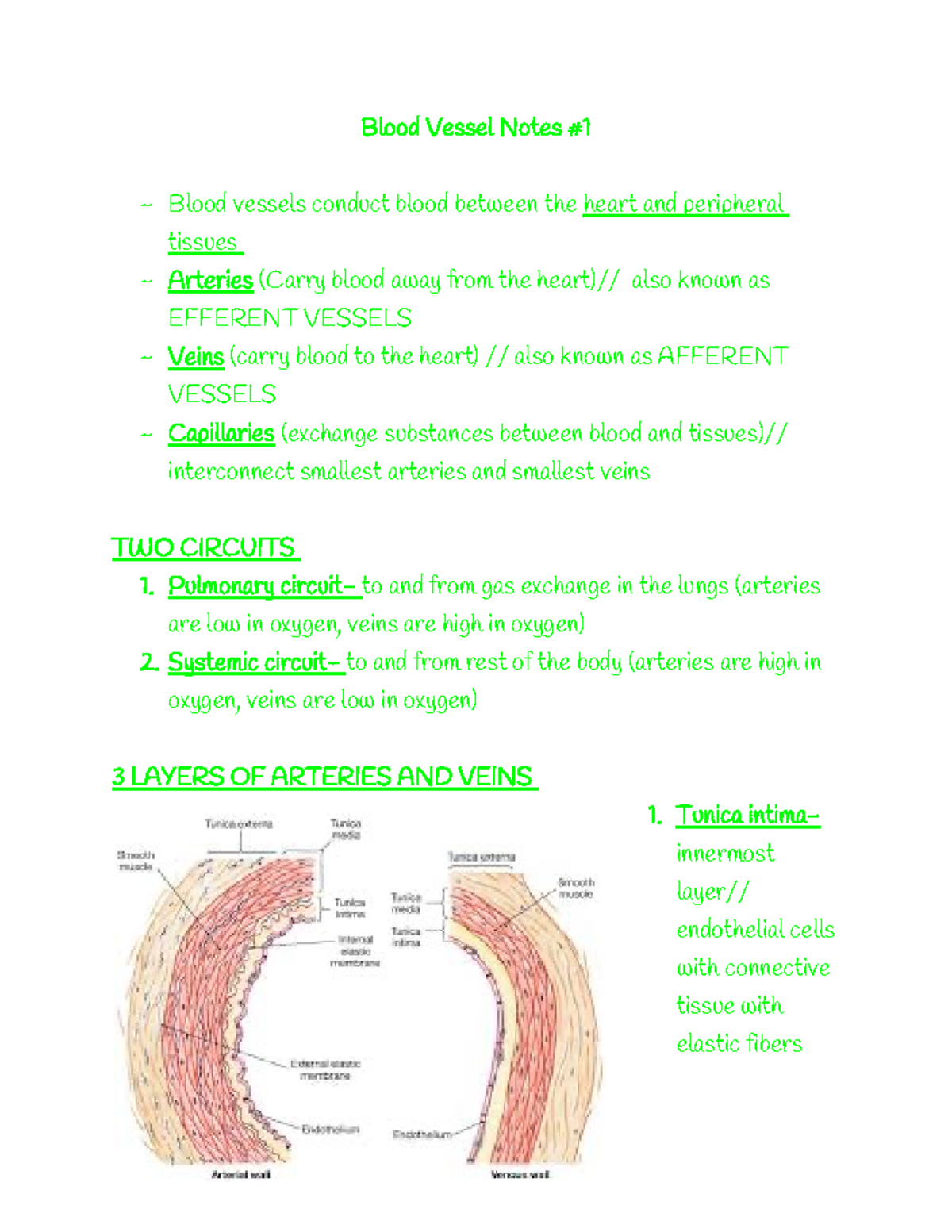 Blood vessel notes #1 - Blood Vessel Notes Blood vessels conduct blood ...