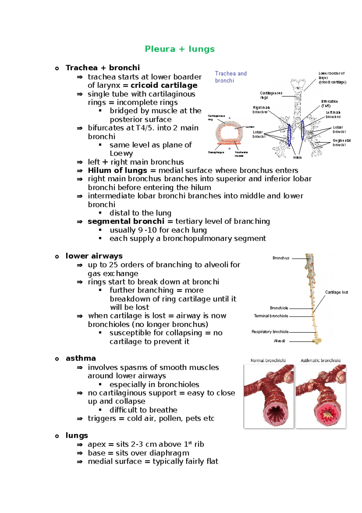 3. Pleura + lungs - LECTURE NOTES - Pleura + lungs o Trachea + bronchi ...